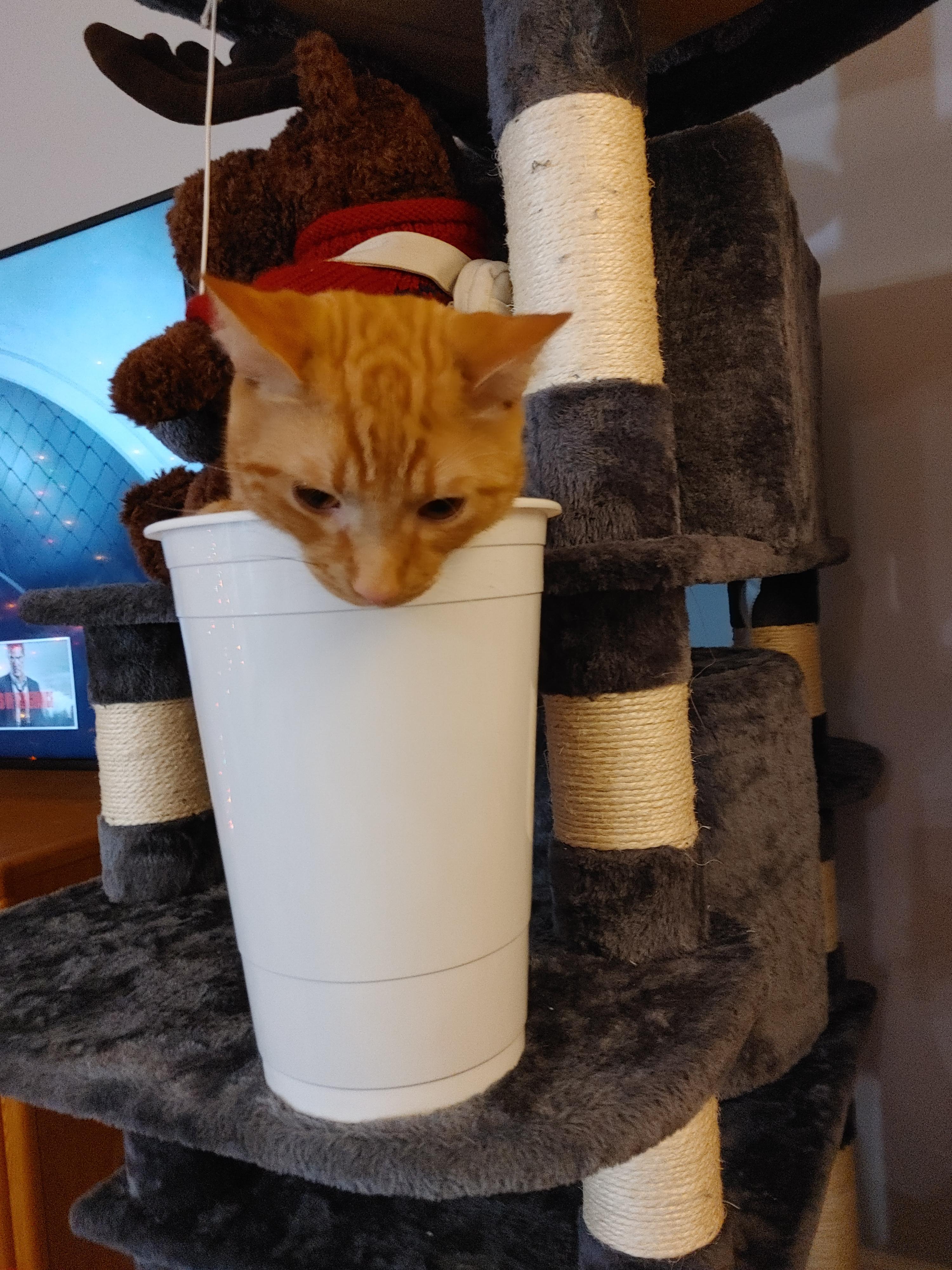 Bucket cato | Scrolller