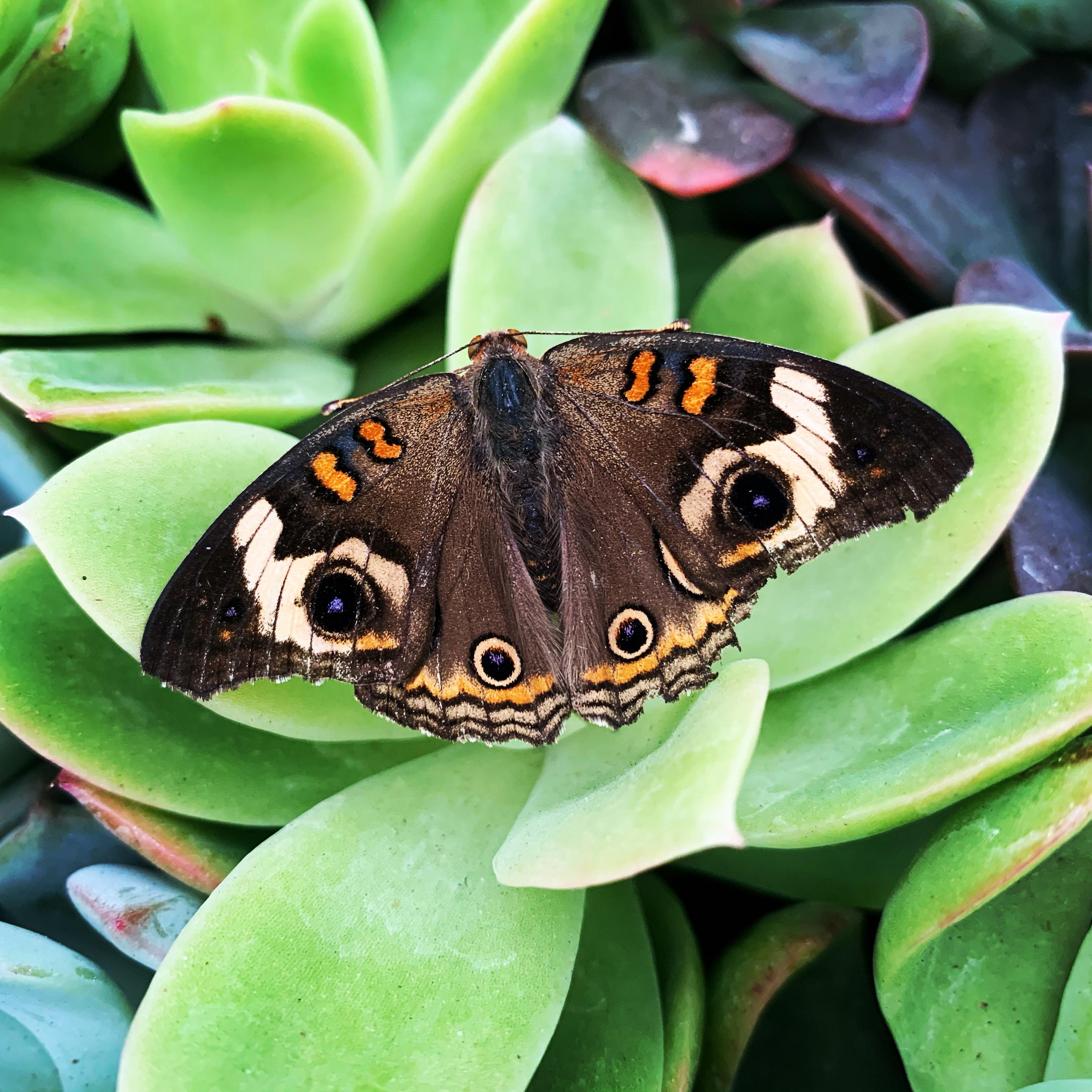 Buckeye butterfly | Scrolller