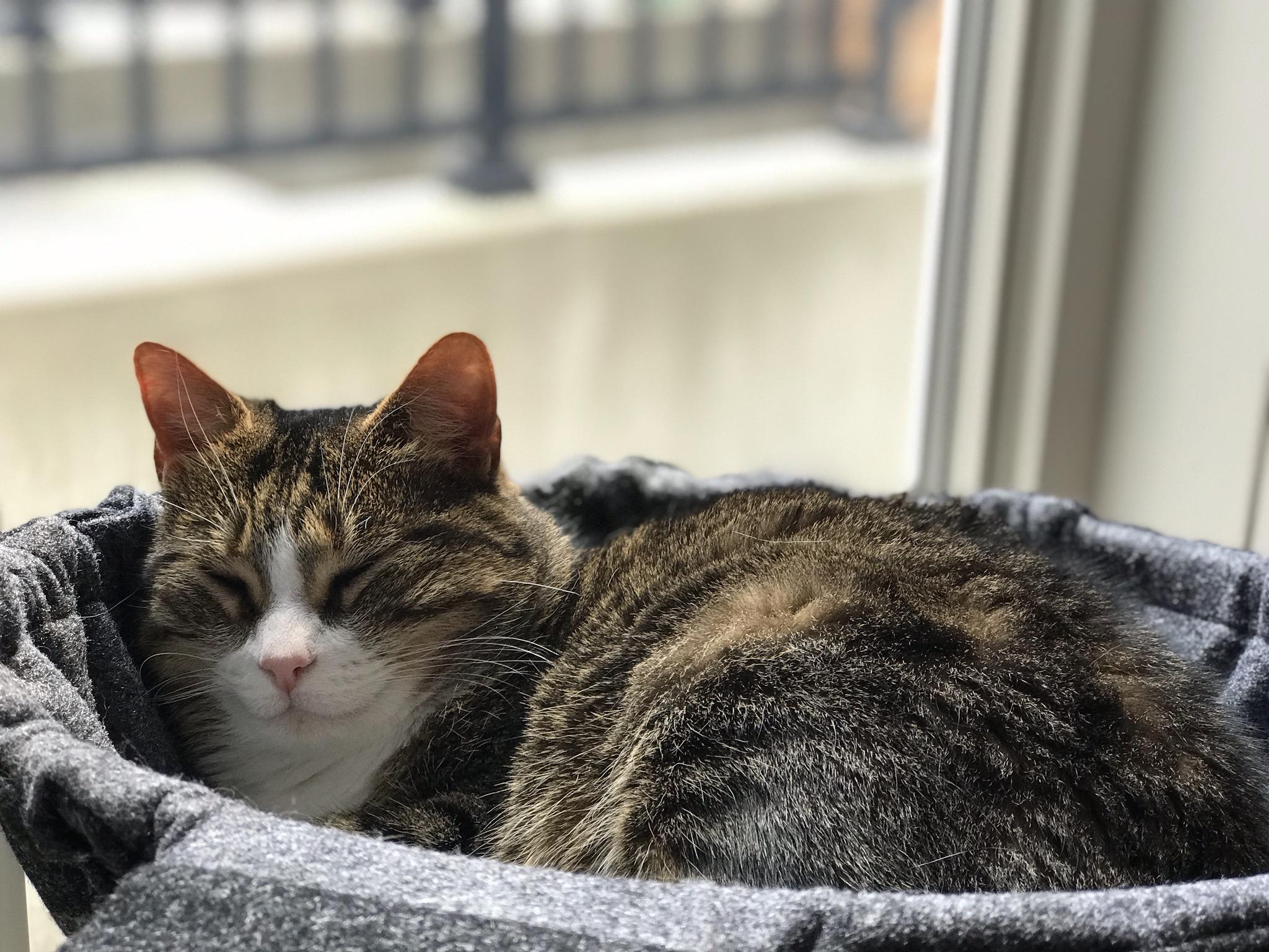 Buffy loves her hammock | Scrolller