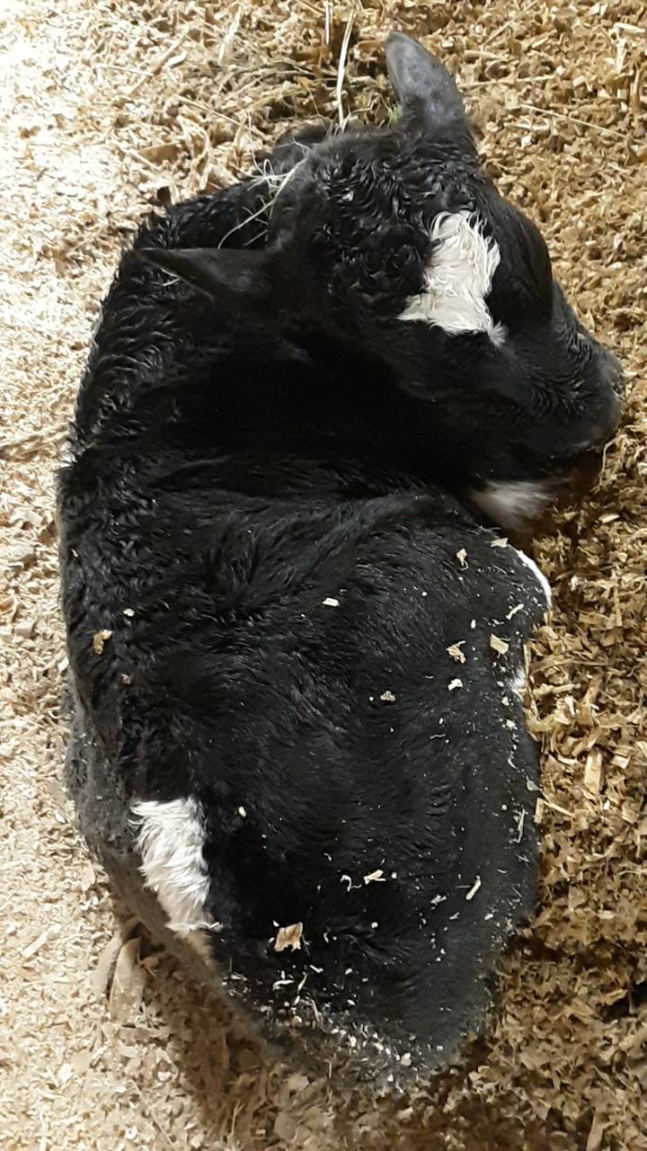 Bull calf born today | Scrolller