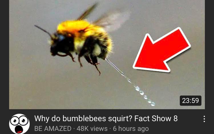 Bumblebee | Scrolller