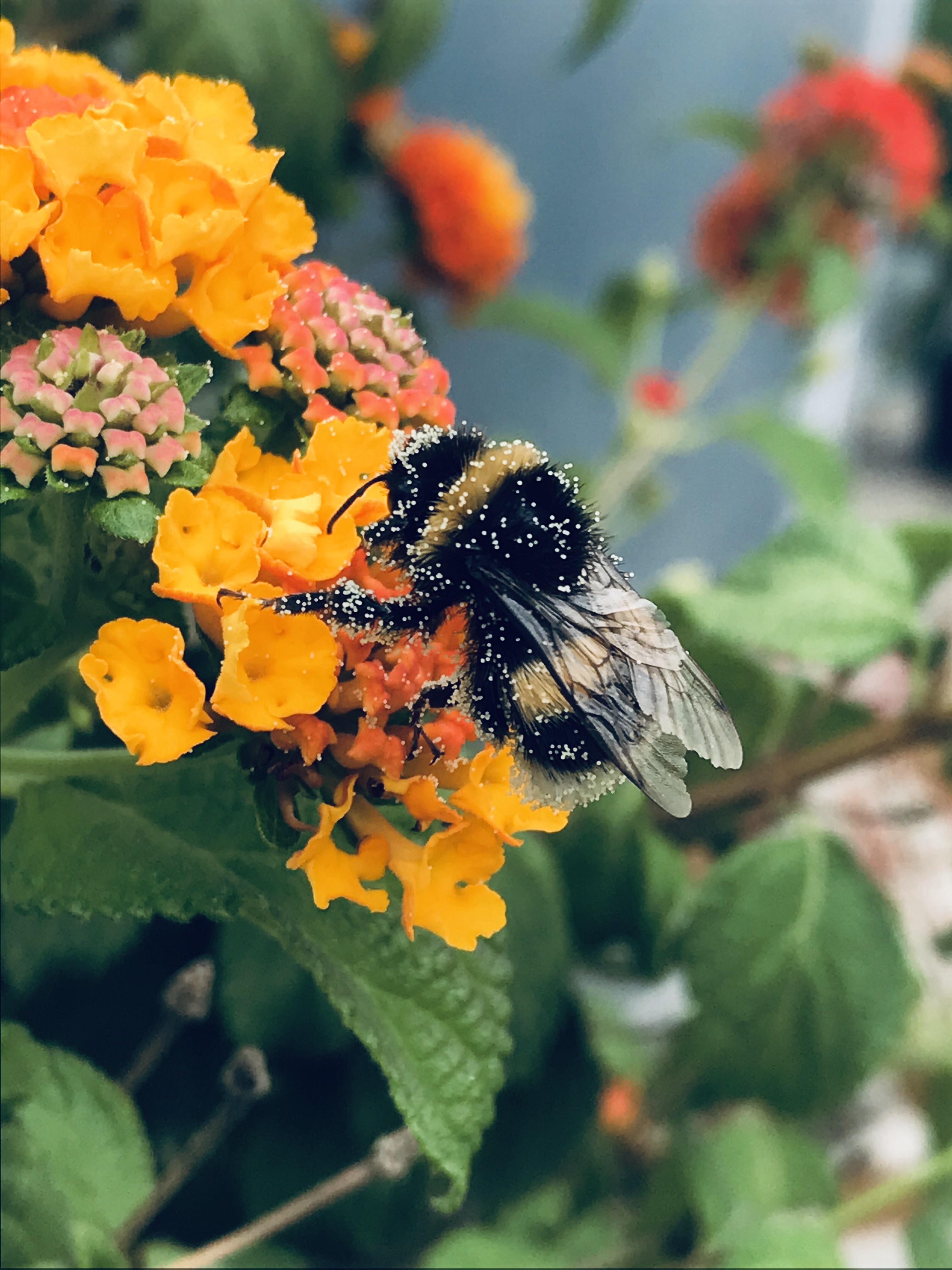 Bumblebee. | Scrolller