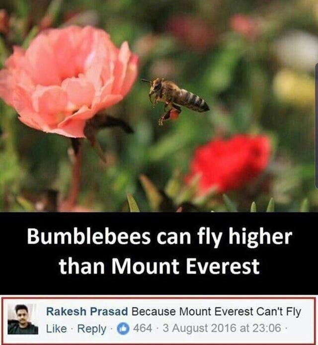 Bumblebee flying higher than Mount Everest. | Scrolller
