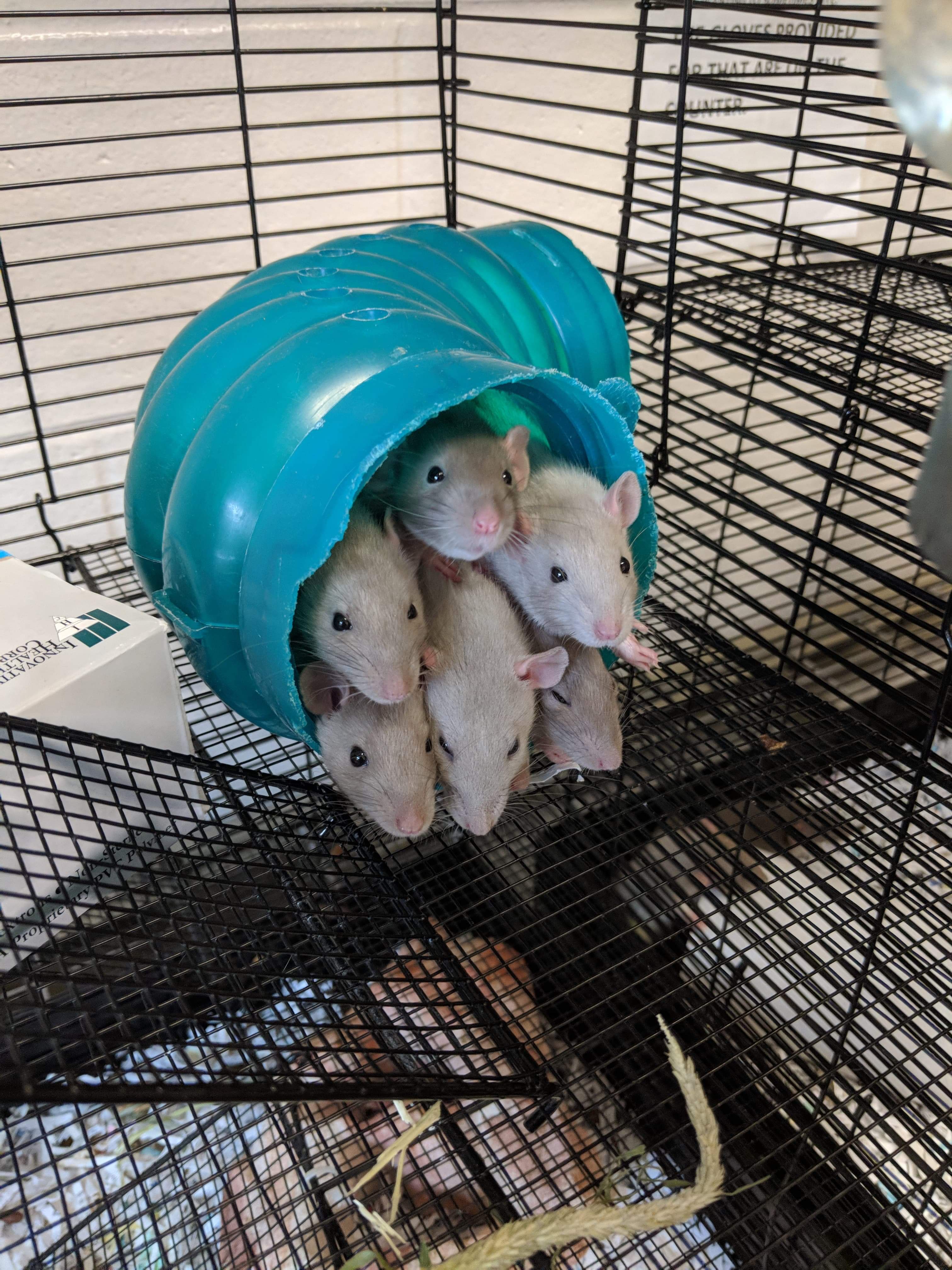 Bundle of babies | Scrolller