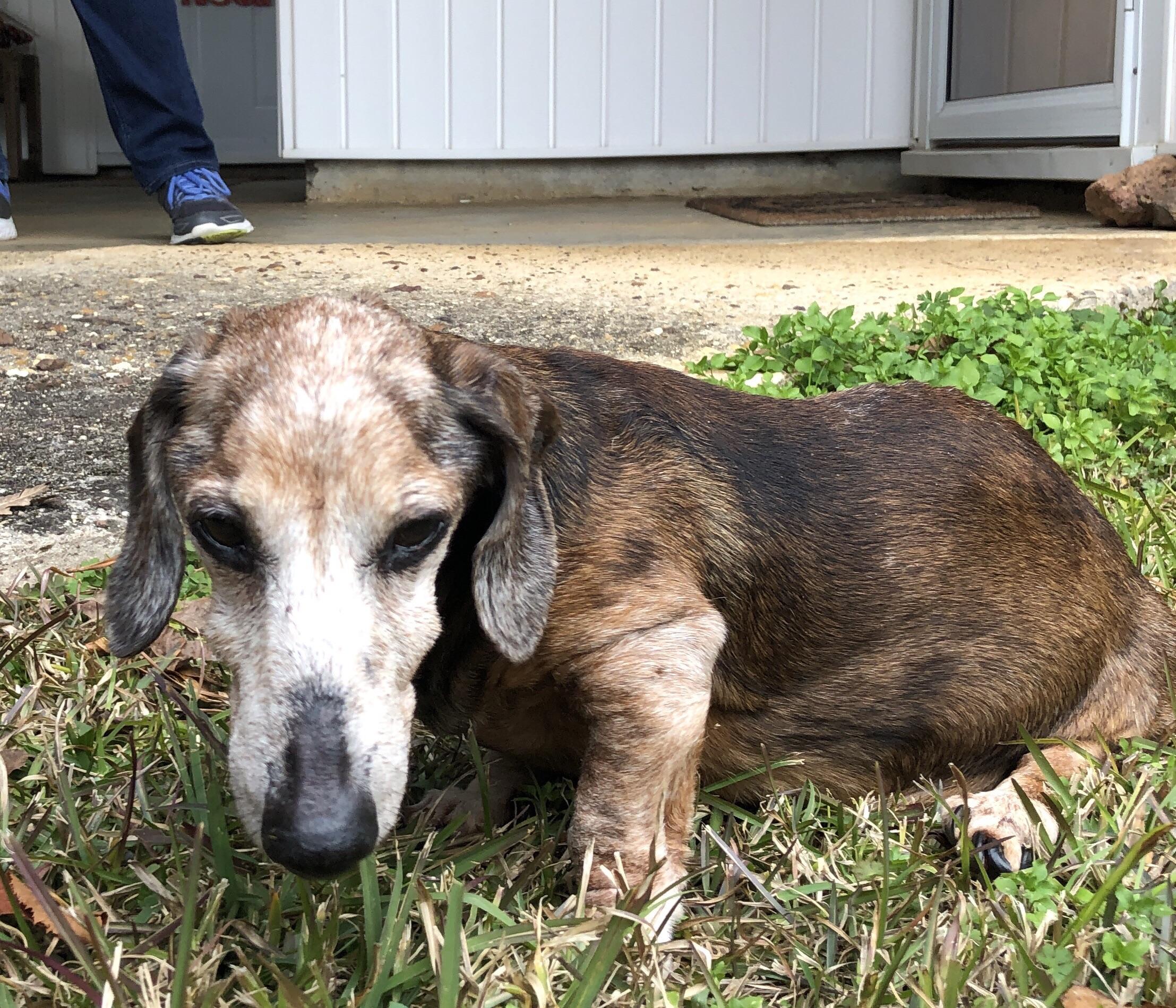Buried my best friend the day after Christmas. It was a great 17 years. RIP Spike. | Scrolller