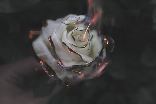 Burnin' Rose | Scrolller