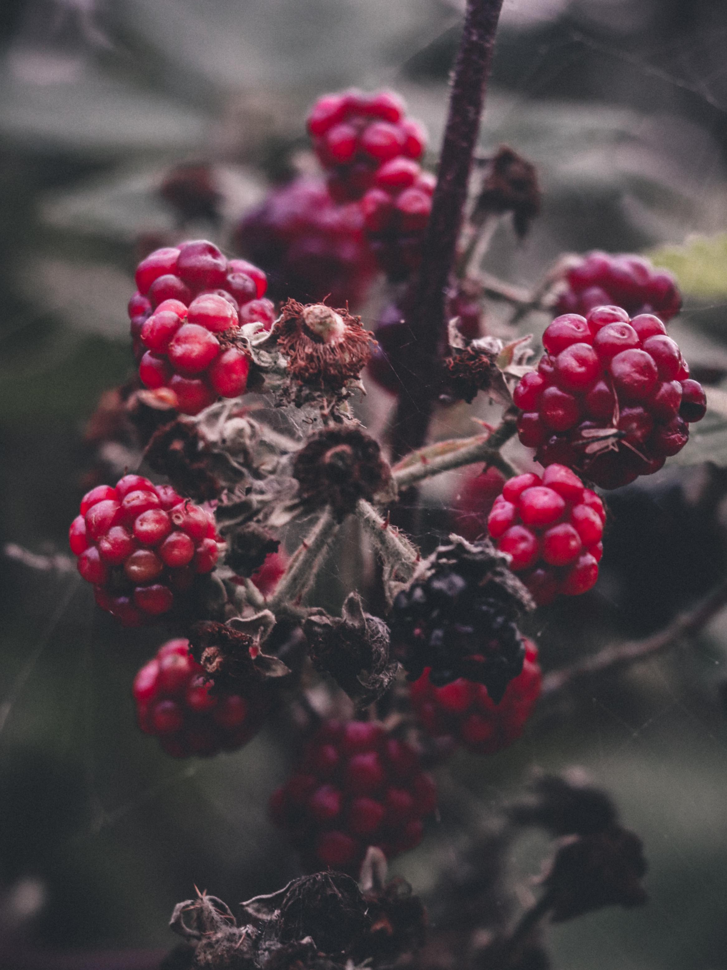 Bush of British Berries | Scrolller