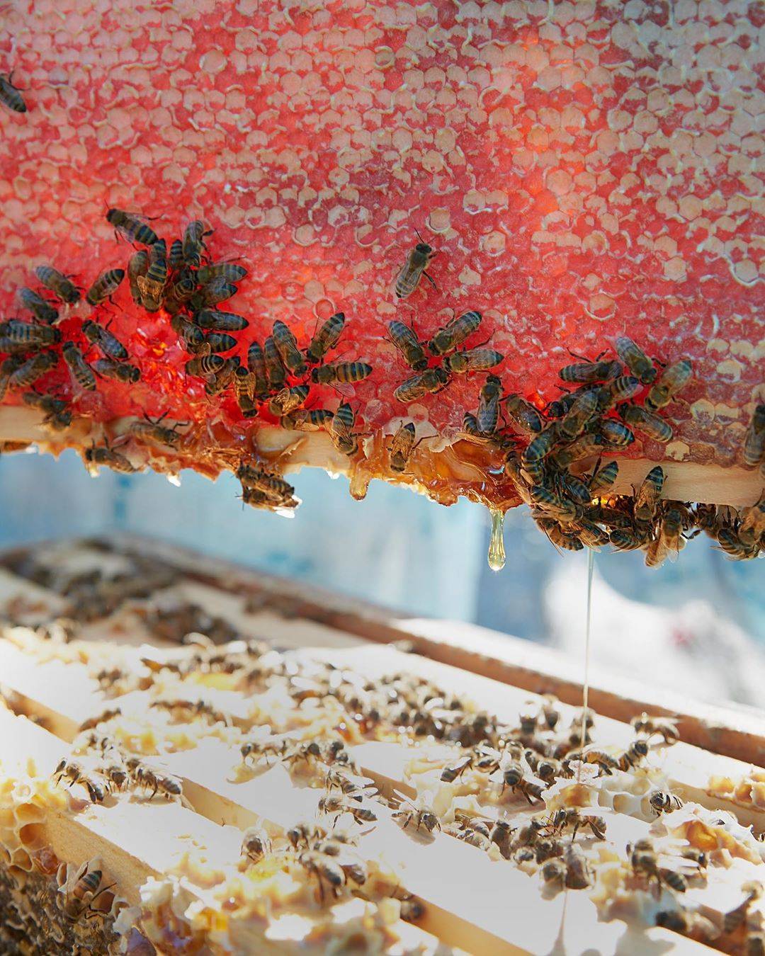 Busy bees! 🐝 | Scrolller