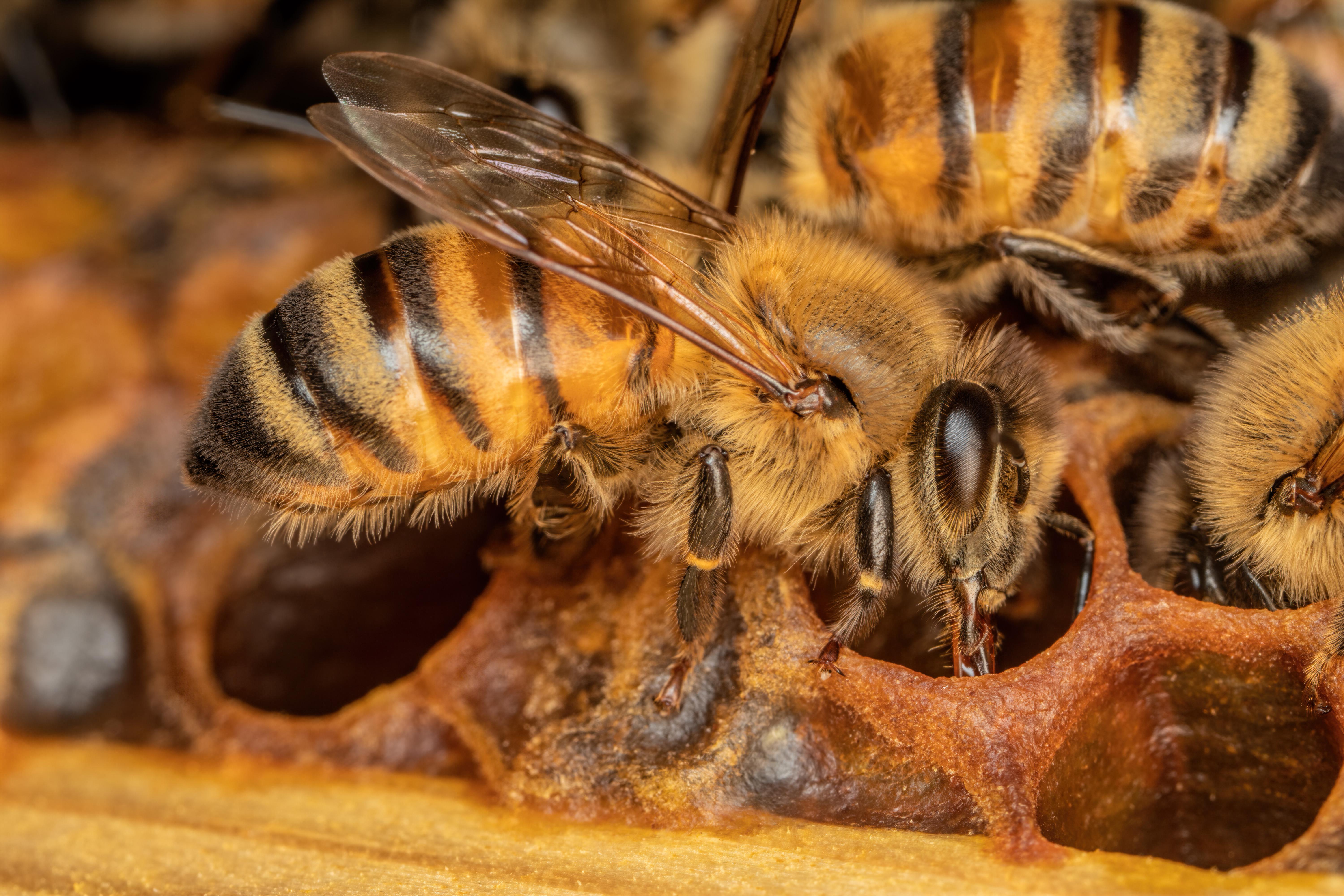 Busy Bees [6000x4000] [OC] | Scrolller