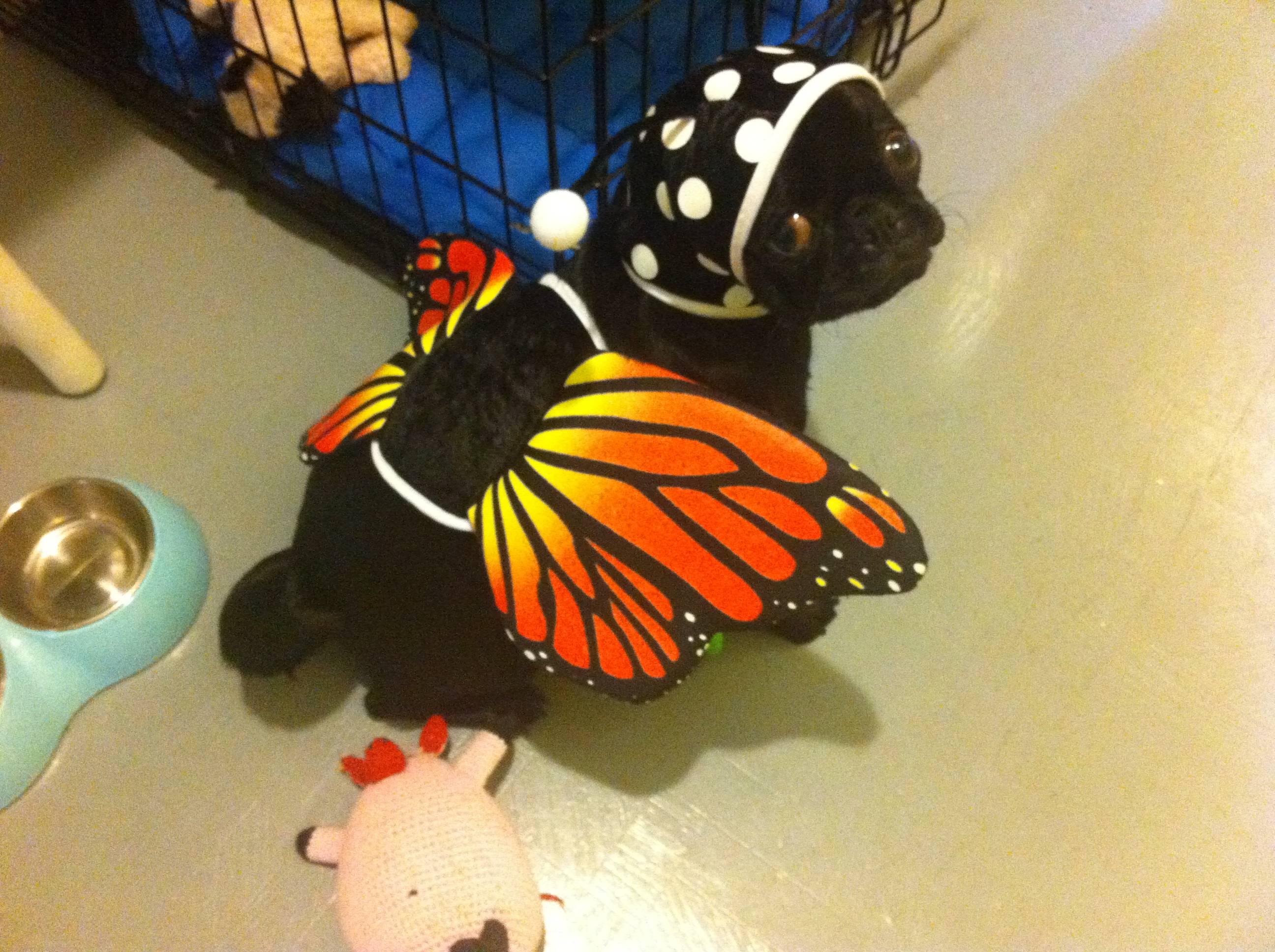 Butterfly in the sky, I can go twice as high. | Scrolller