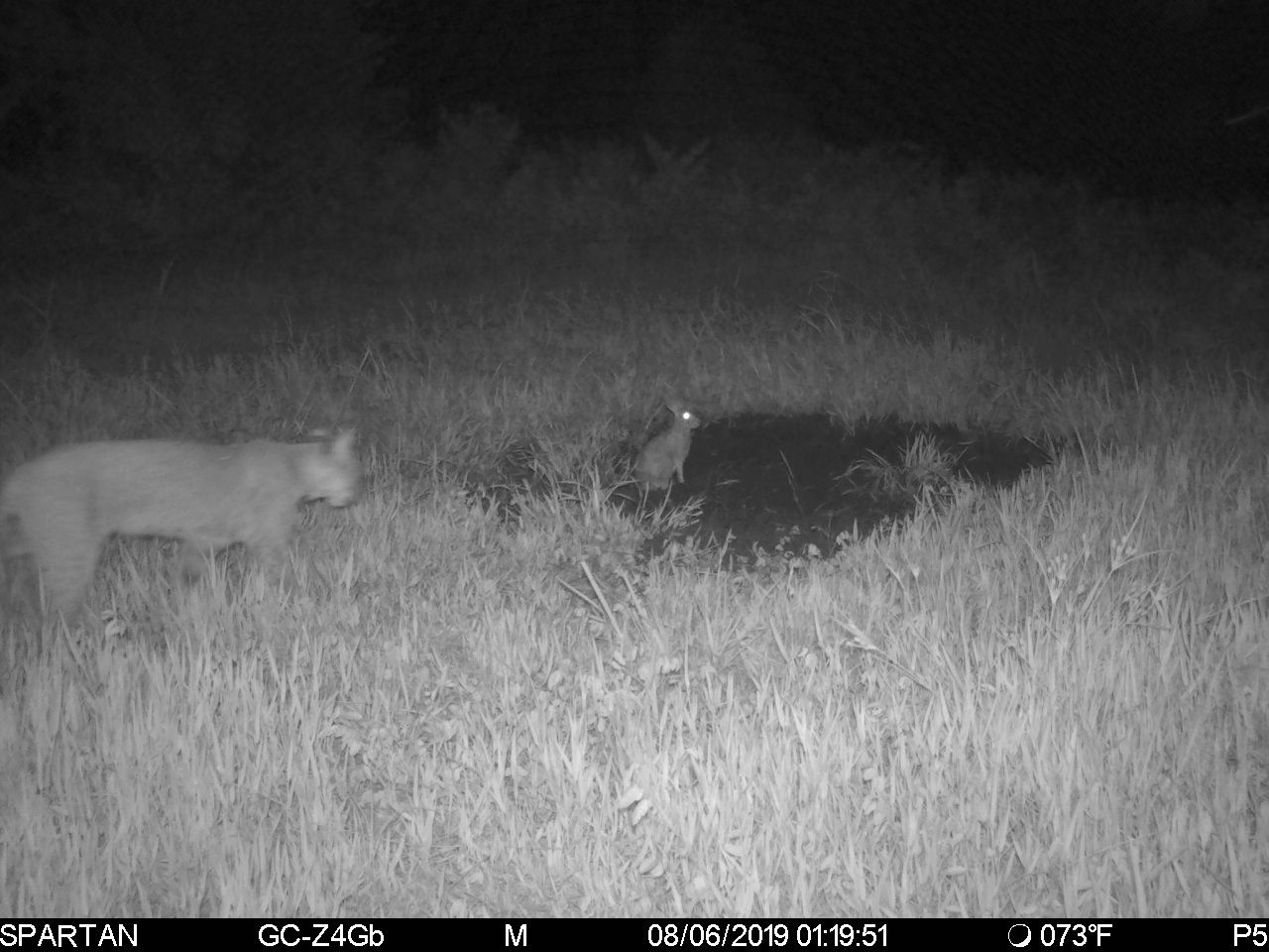 Bye Bye Little Bunny! | Scrolller