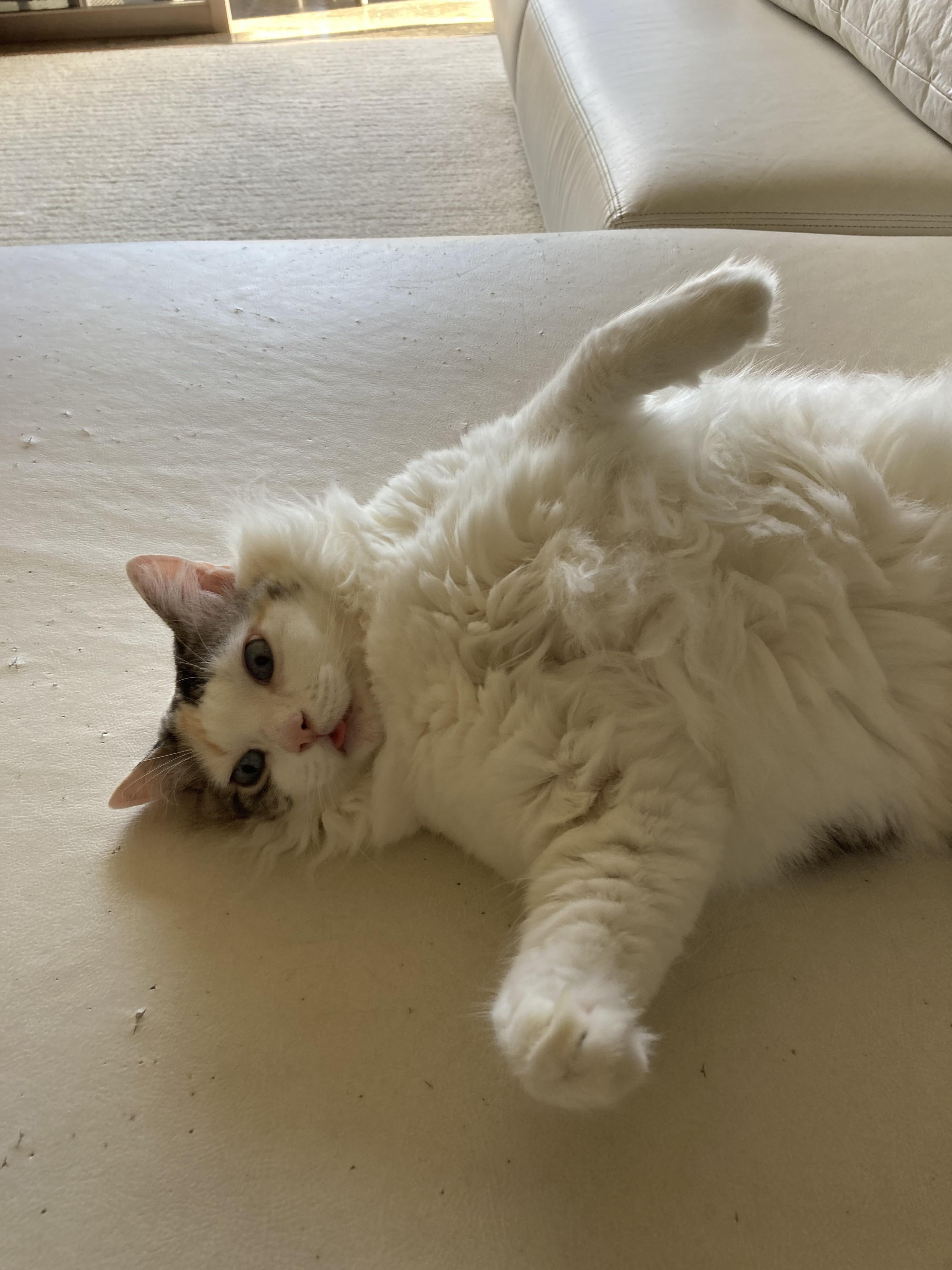 C’mon - gimme a chonk hug !!! | Scrolller