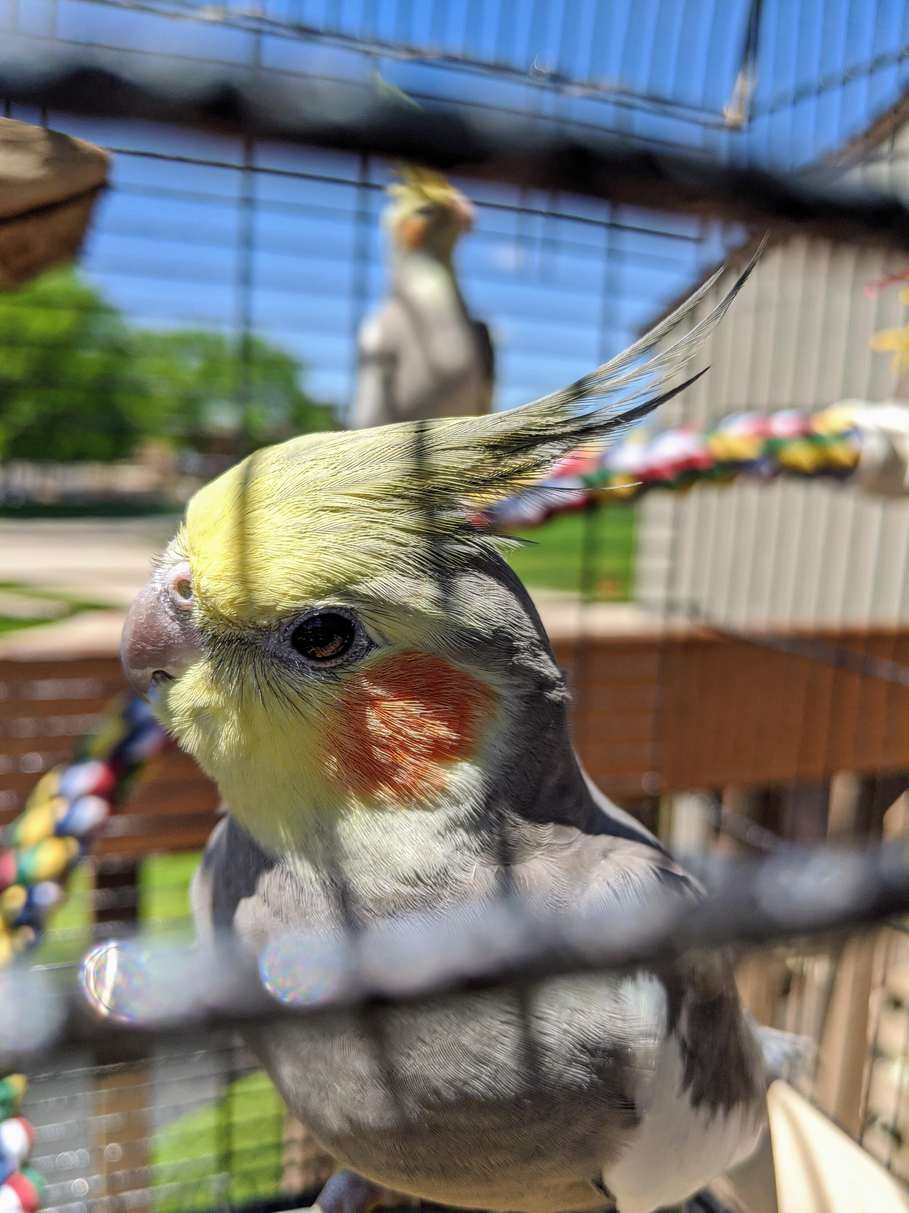 (( c r e s t )) | Scrolller