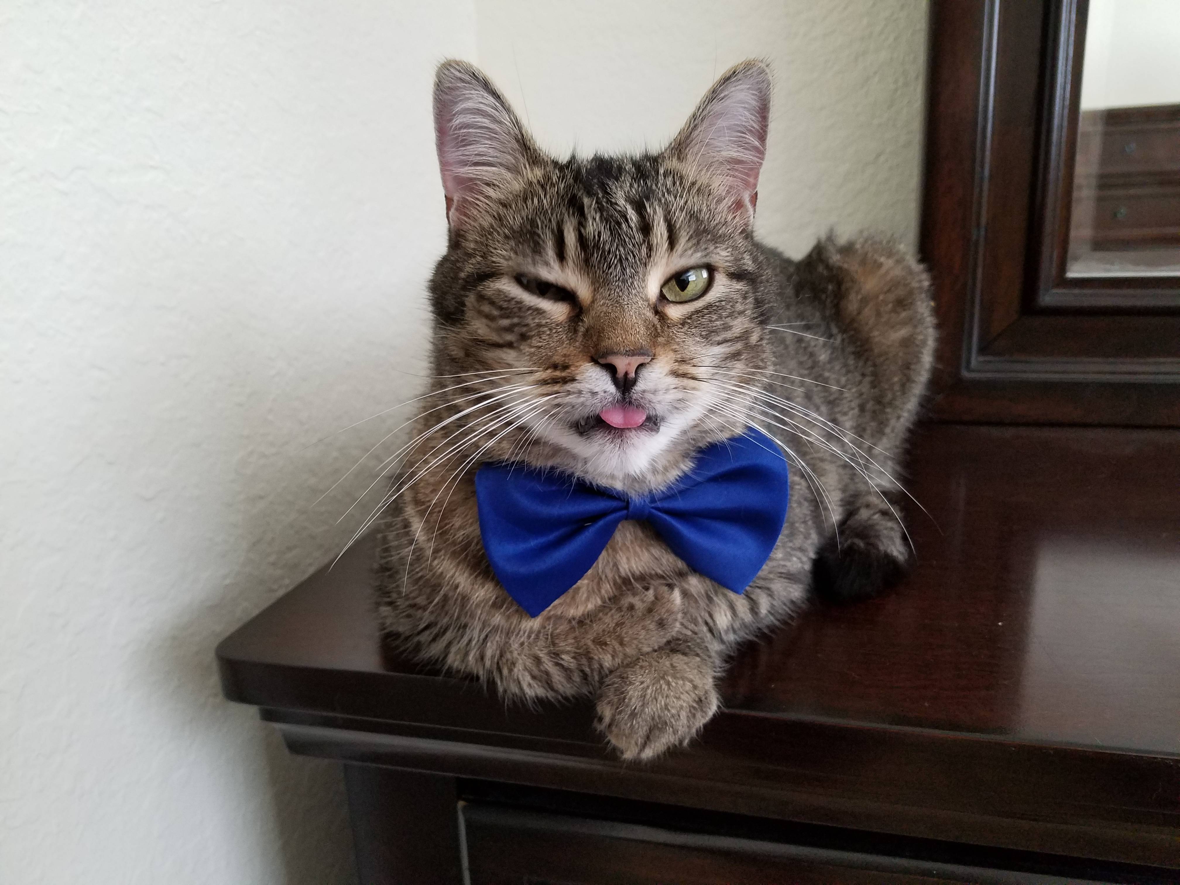 Caesar's handsome boy blep | Scrolller