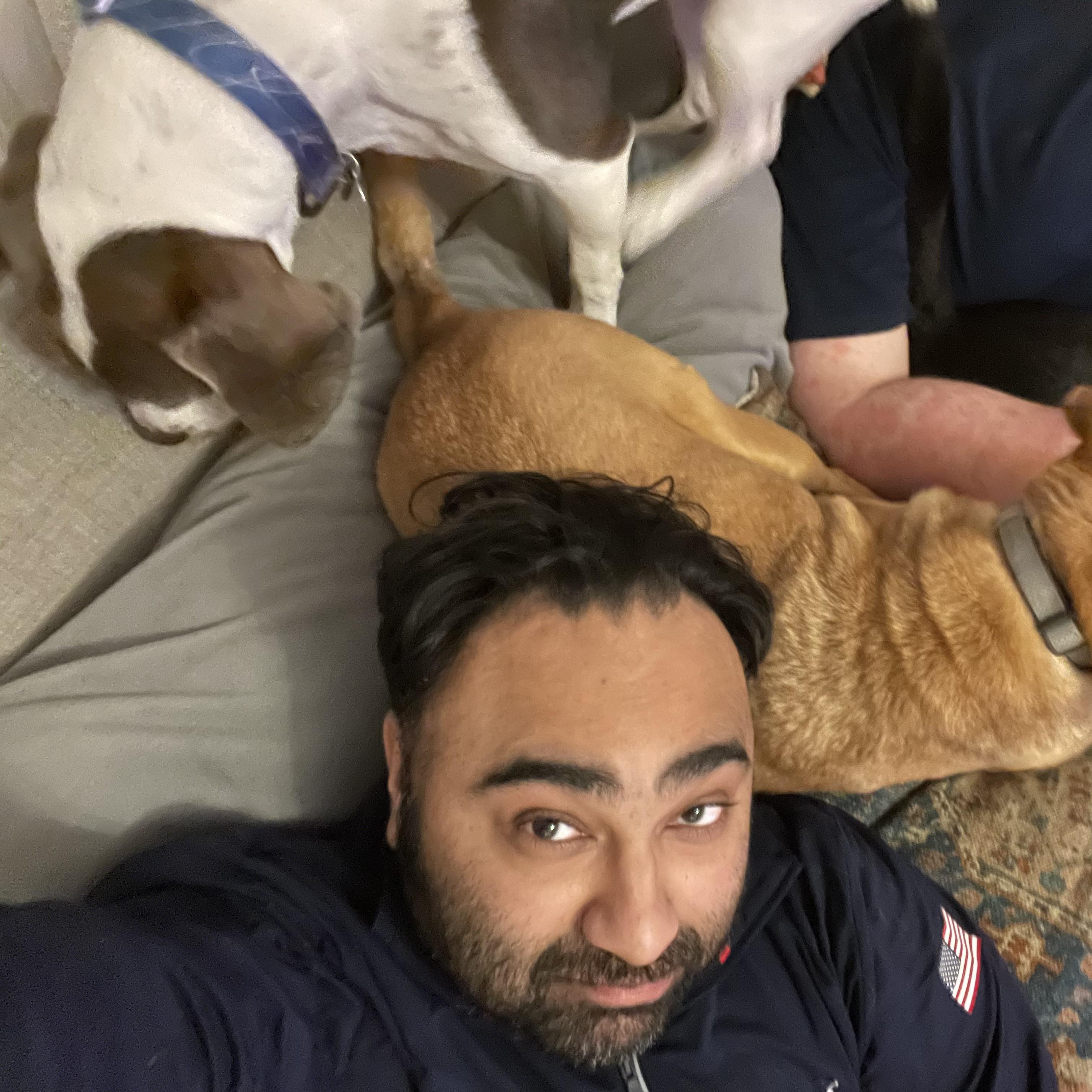 Cake Day Doggos! Hi all! | Scrolller