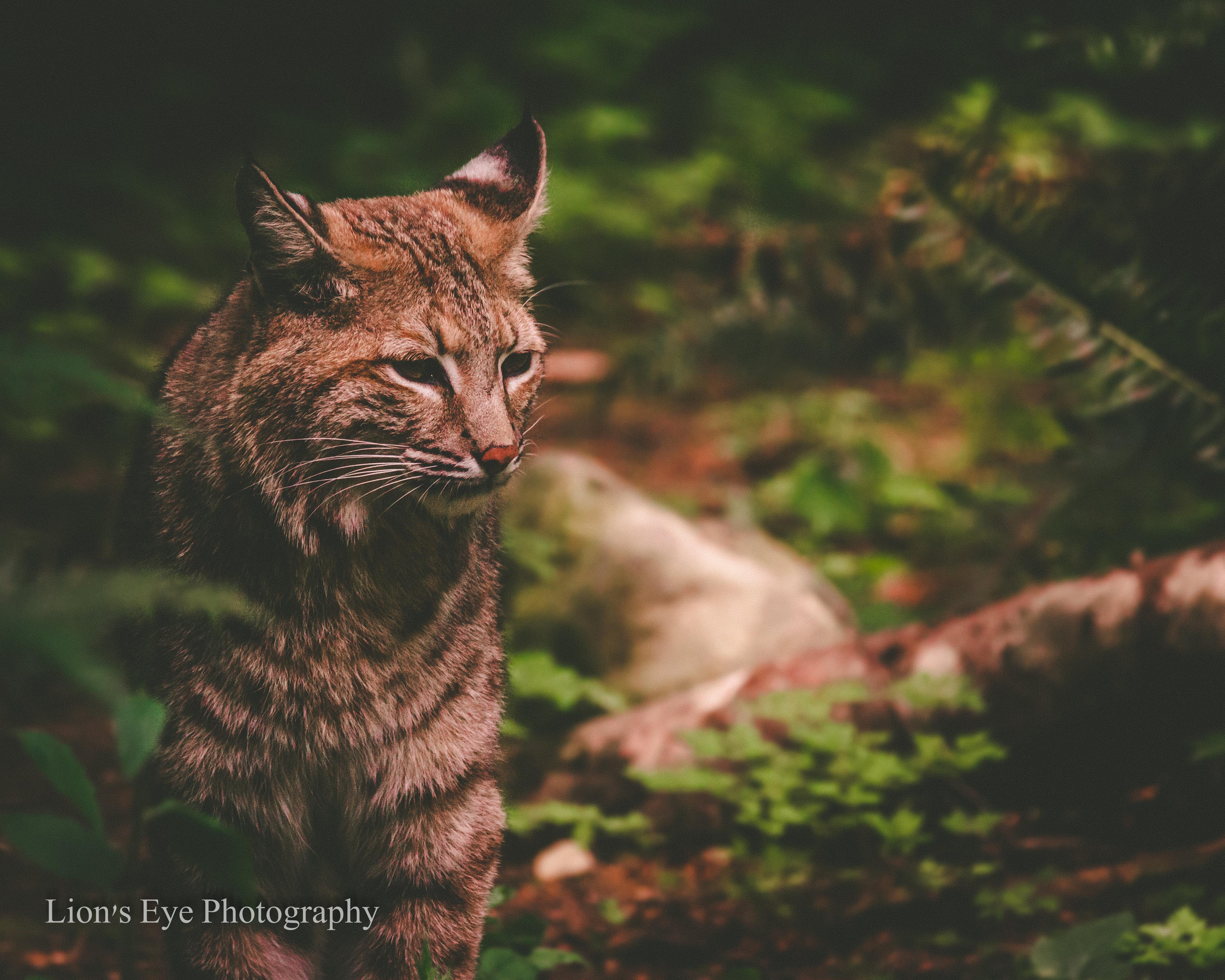 Calm Bobcat; Eatonville, WA [OC] | Scrolller