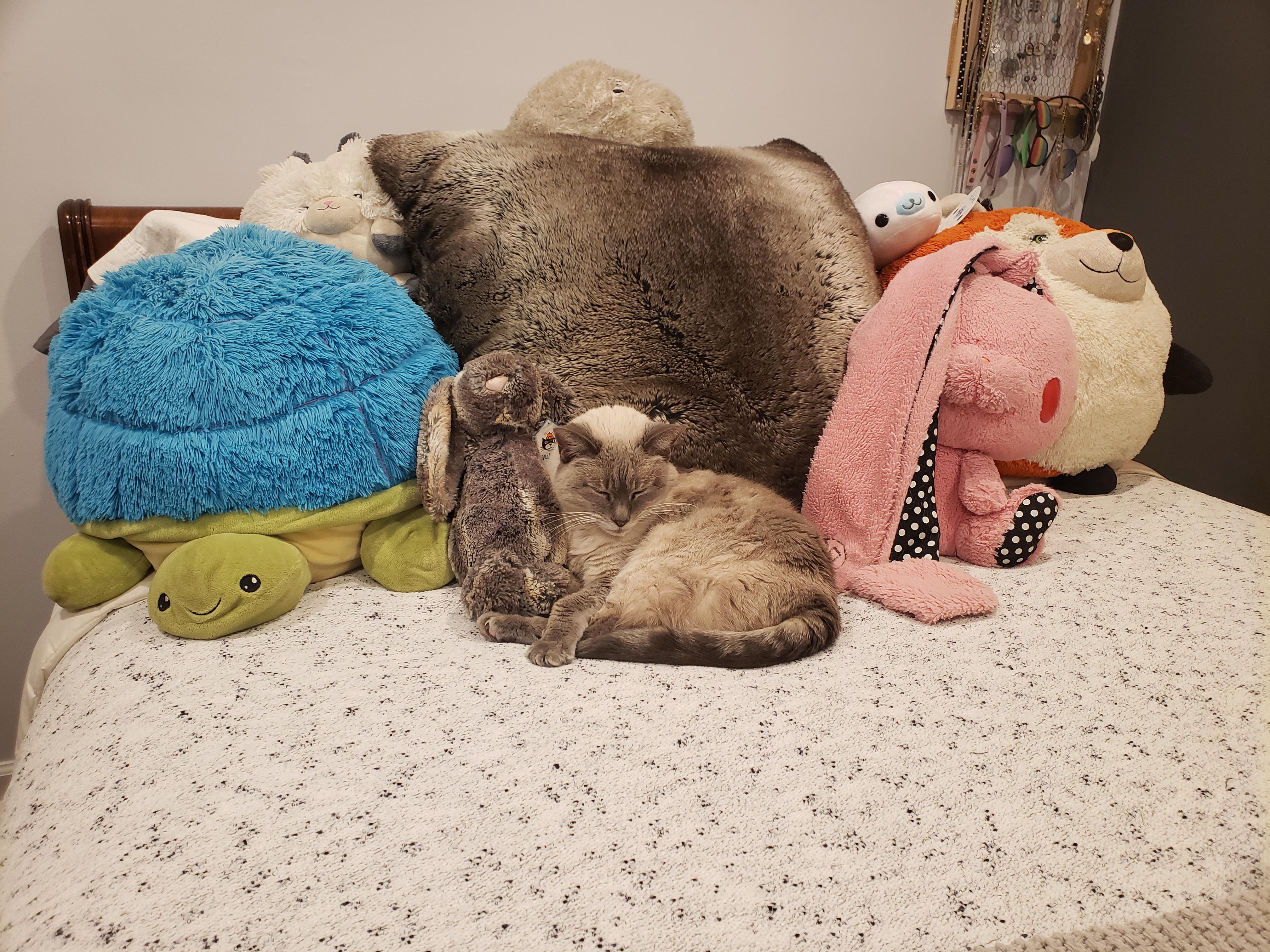 Camouflaged | Scrolller