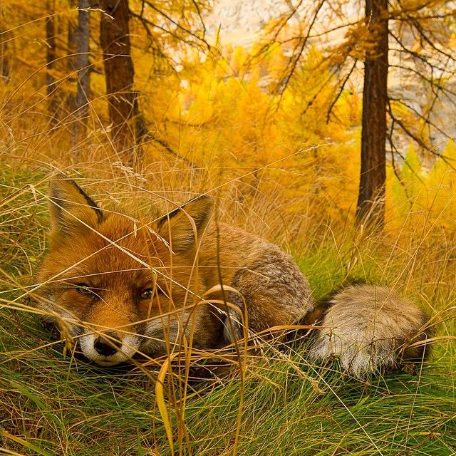 Camouflaged Fox | Scrolller
