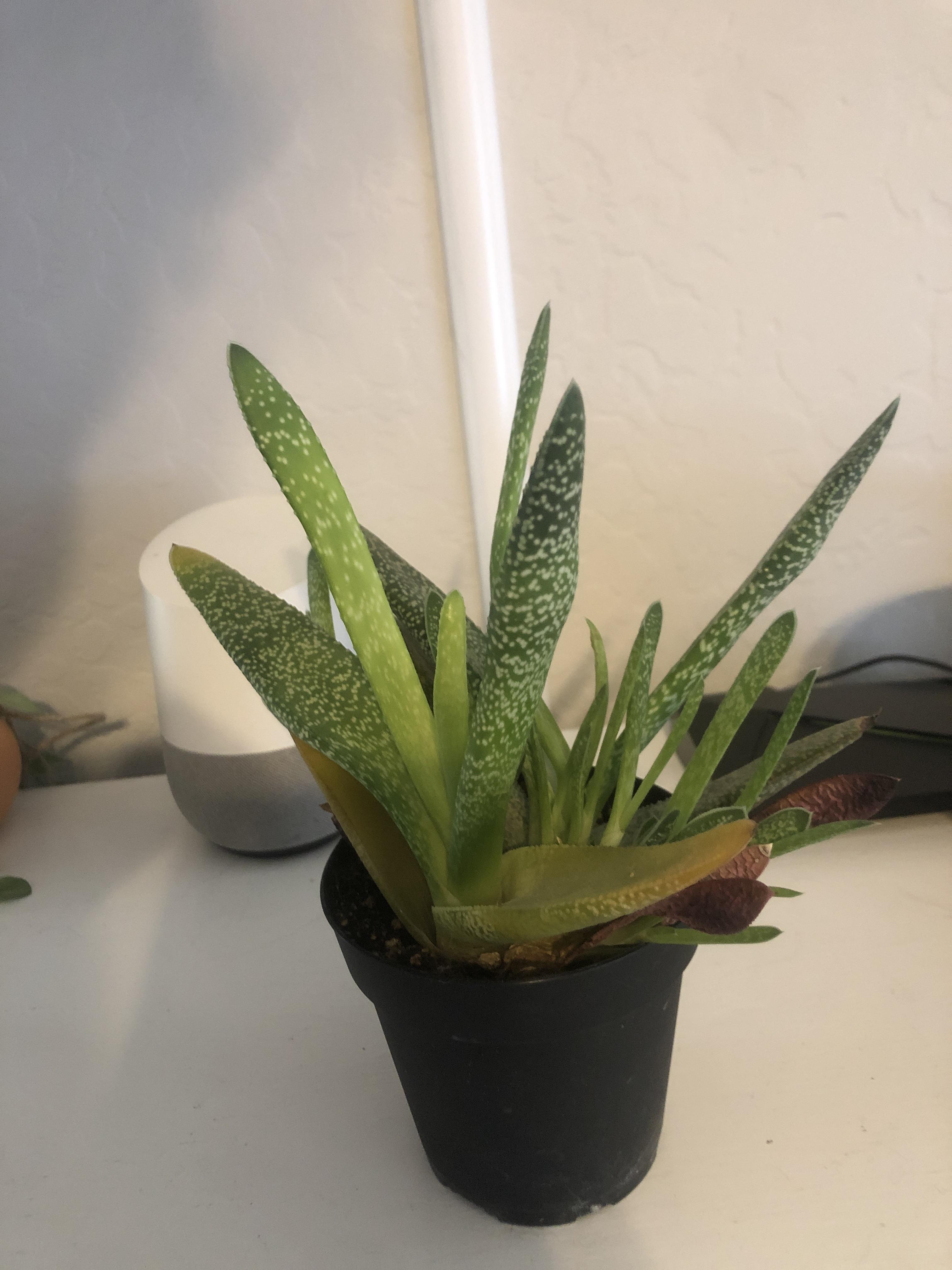 Can anybody help me identify they type of plant this is ? And if the brown discoloration towards ...