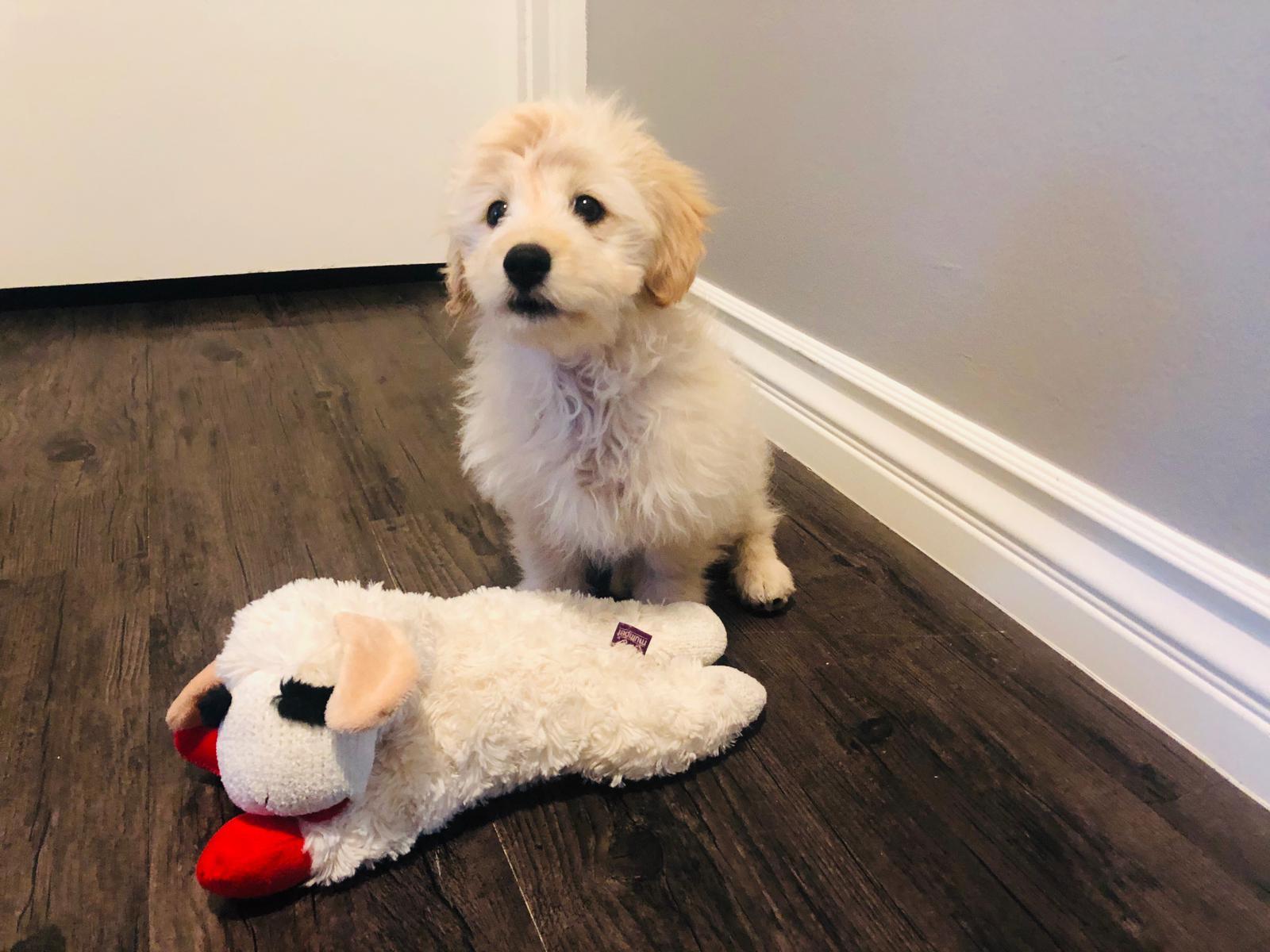 can anyone help identify his breed? | Scrolller