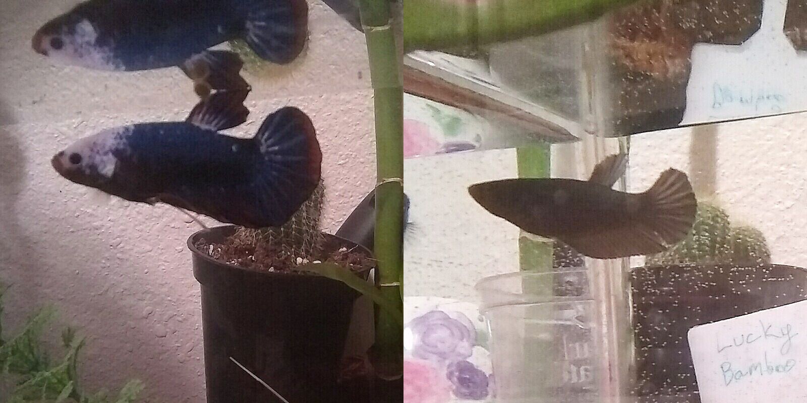 Can anyone identify my bettas? Left photo is a male, right photo is a female. | Scrolller