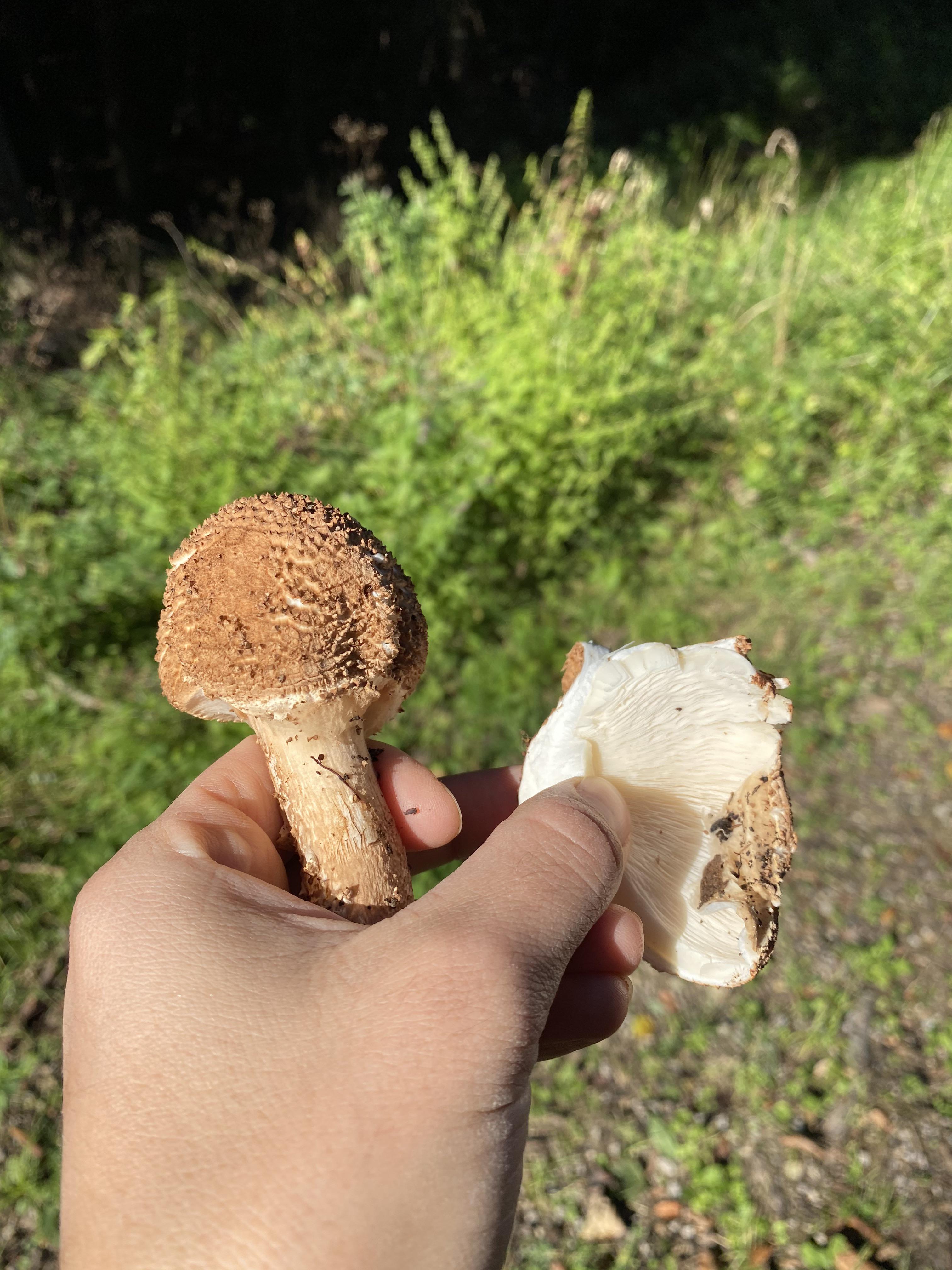 Can anyone identify these mushrooms? | Scrolller