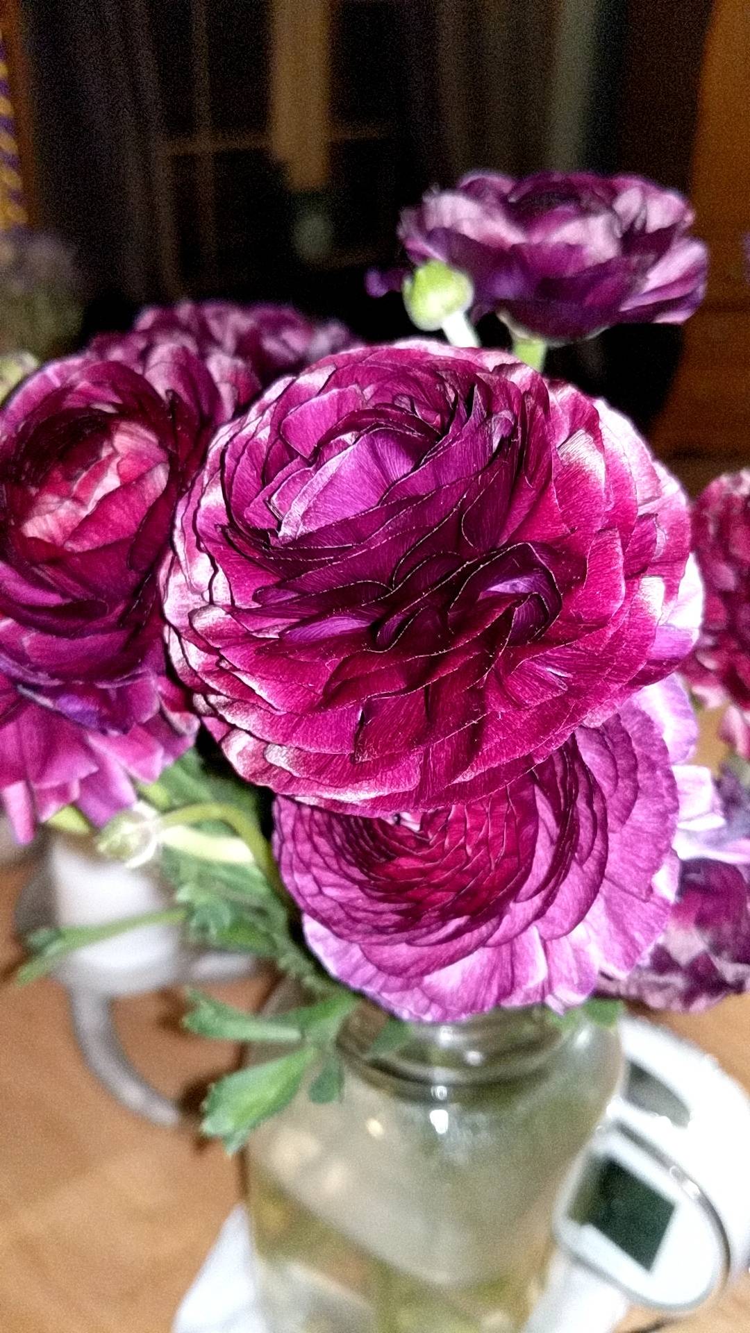 Can anyone identify this flower? | Scrolller