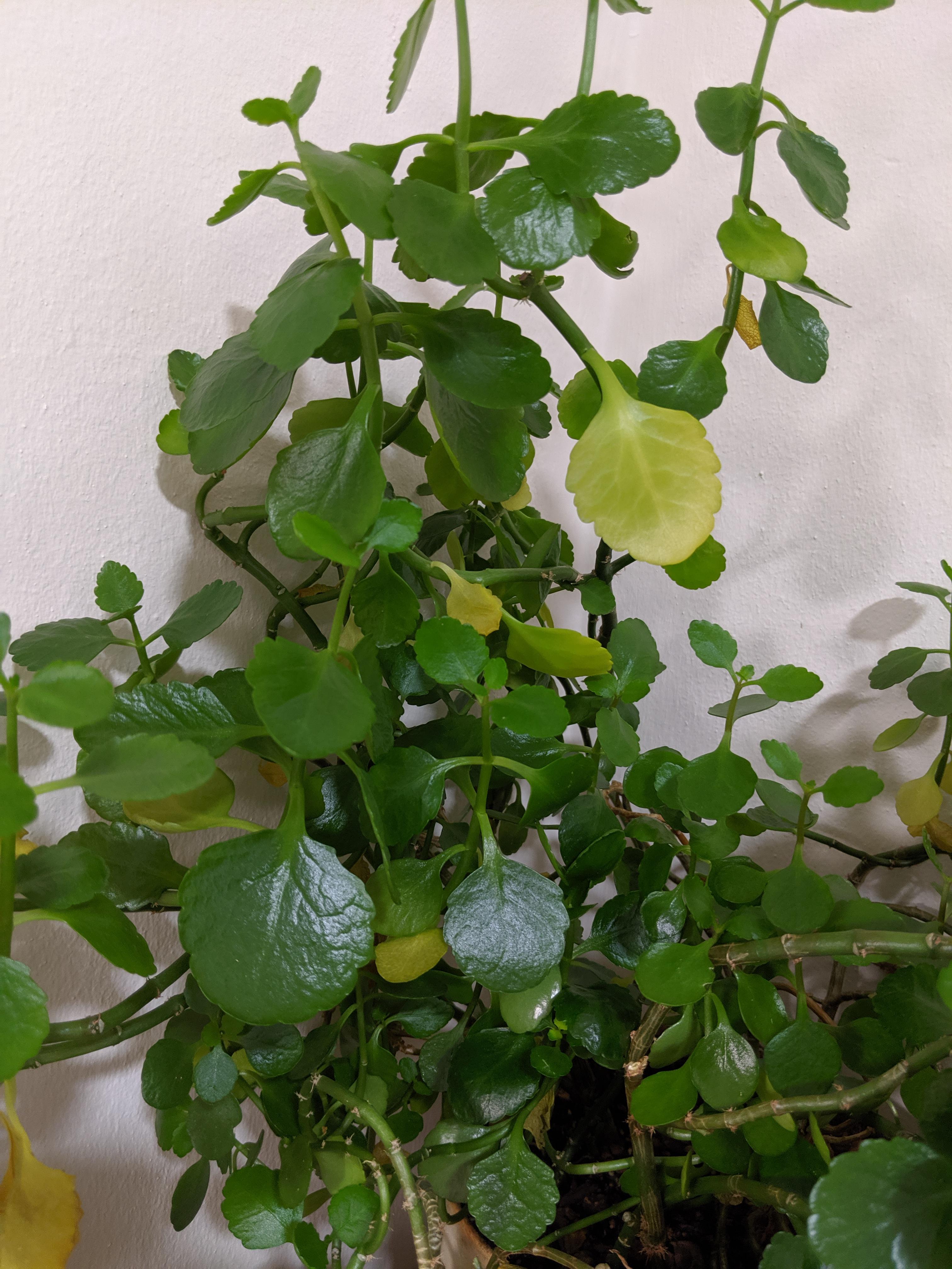 Can anyone identify this plant? | Scrolller