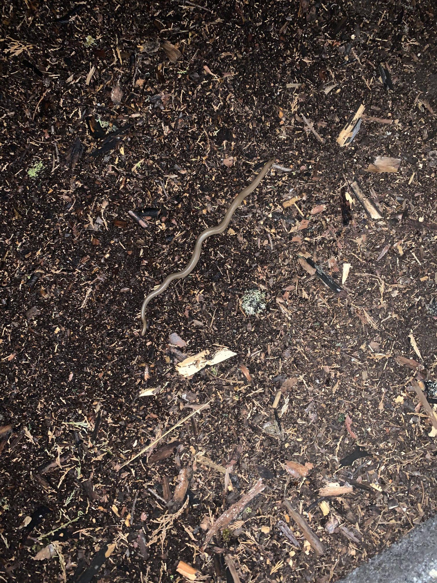 Can anyone identify this snake? | Scrolller