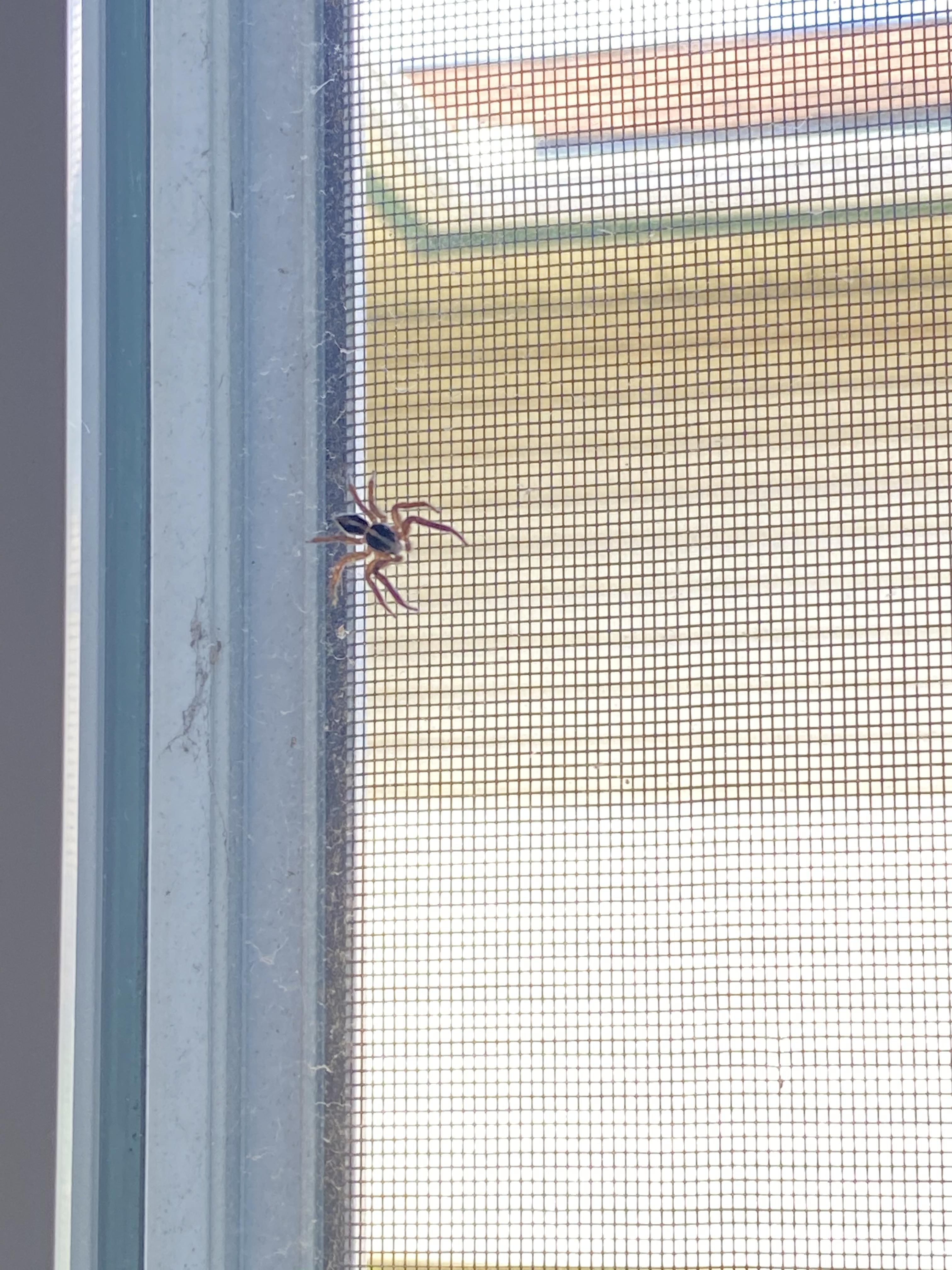Can anyone identify this spider? I live in Houston, Texas. | Scrolller