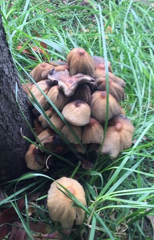 Can anyone please help me identify this species of fungi? | Scrolller