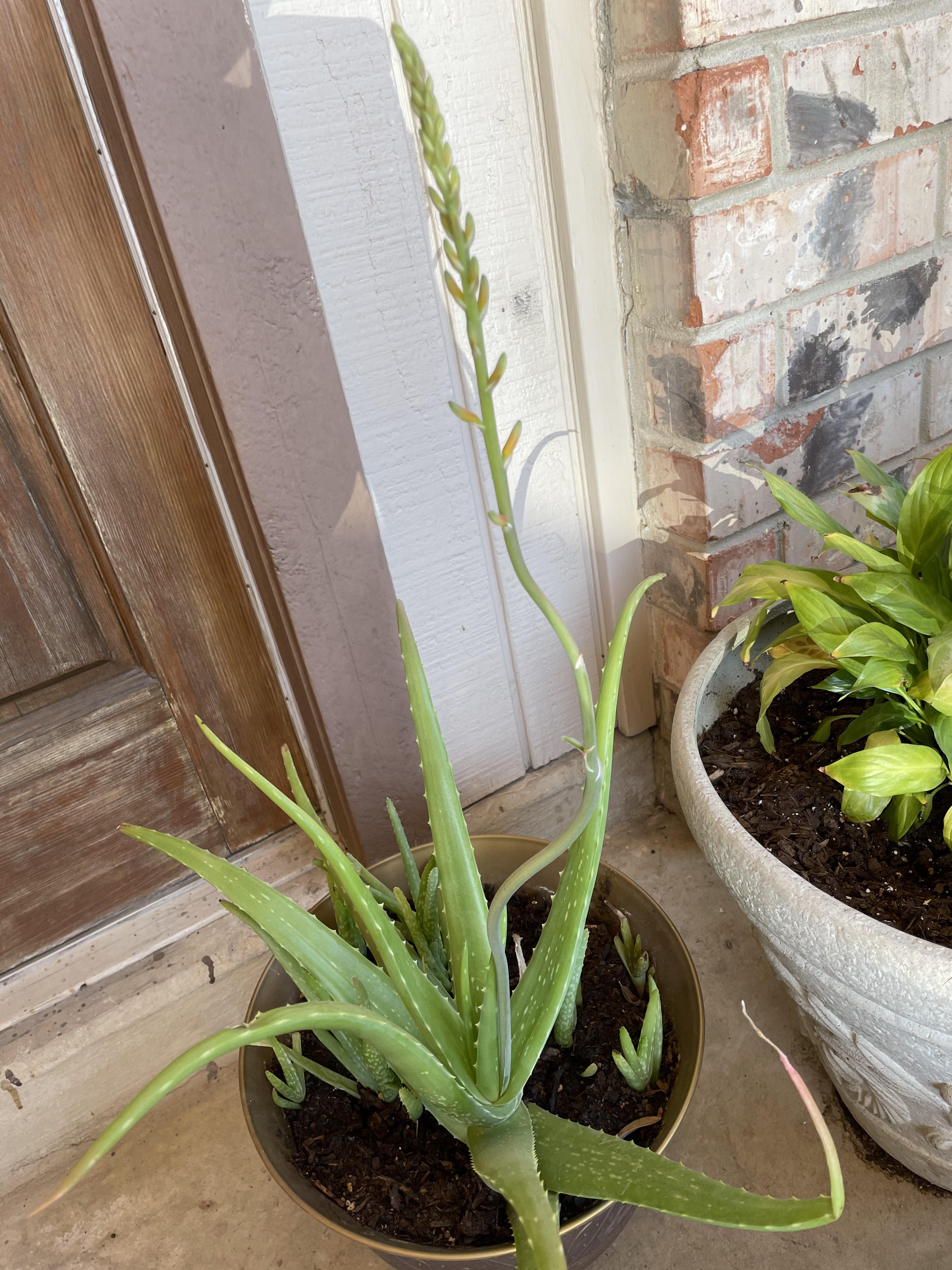 Can anyone tell me what’s growing out of my aloe vera? | Scrolller