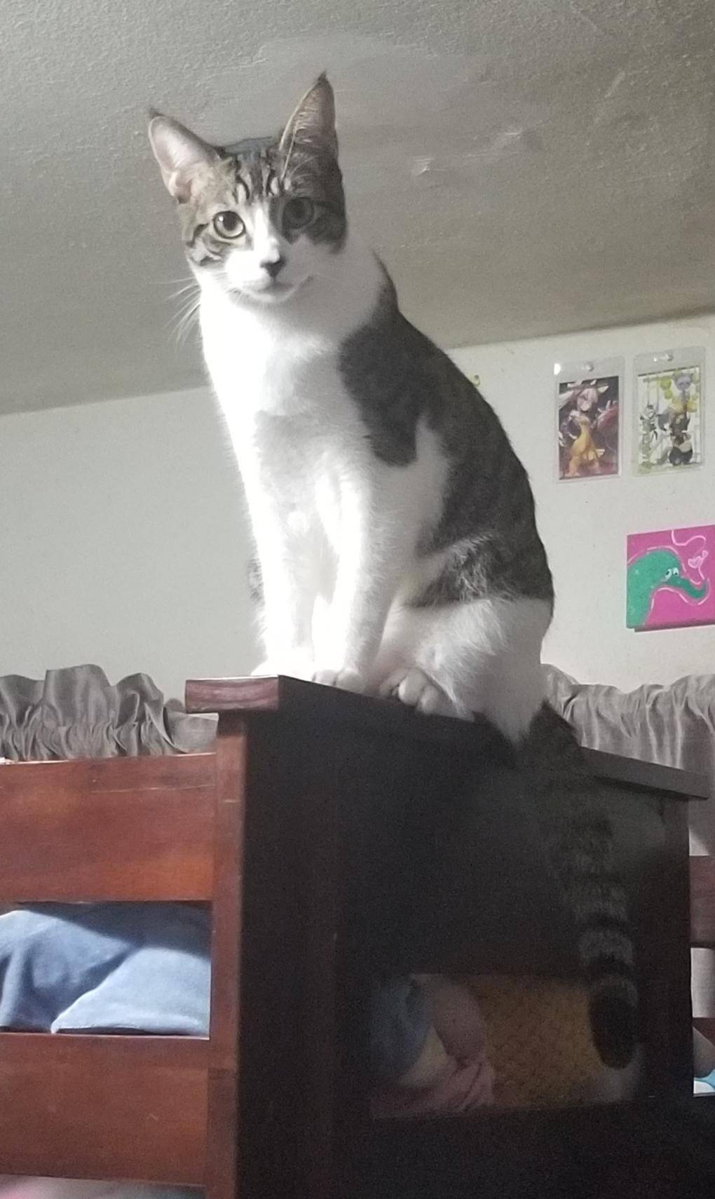 Can anyone turn my cat into a gargoyle sitting on a castle ledge ? just for fun :) | Scrolller