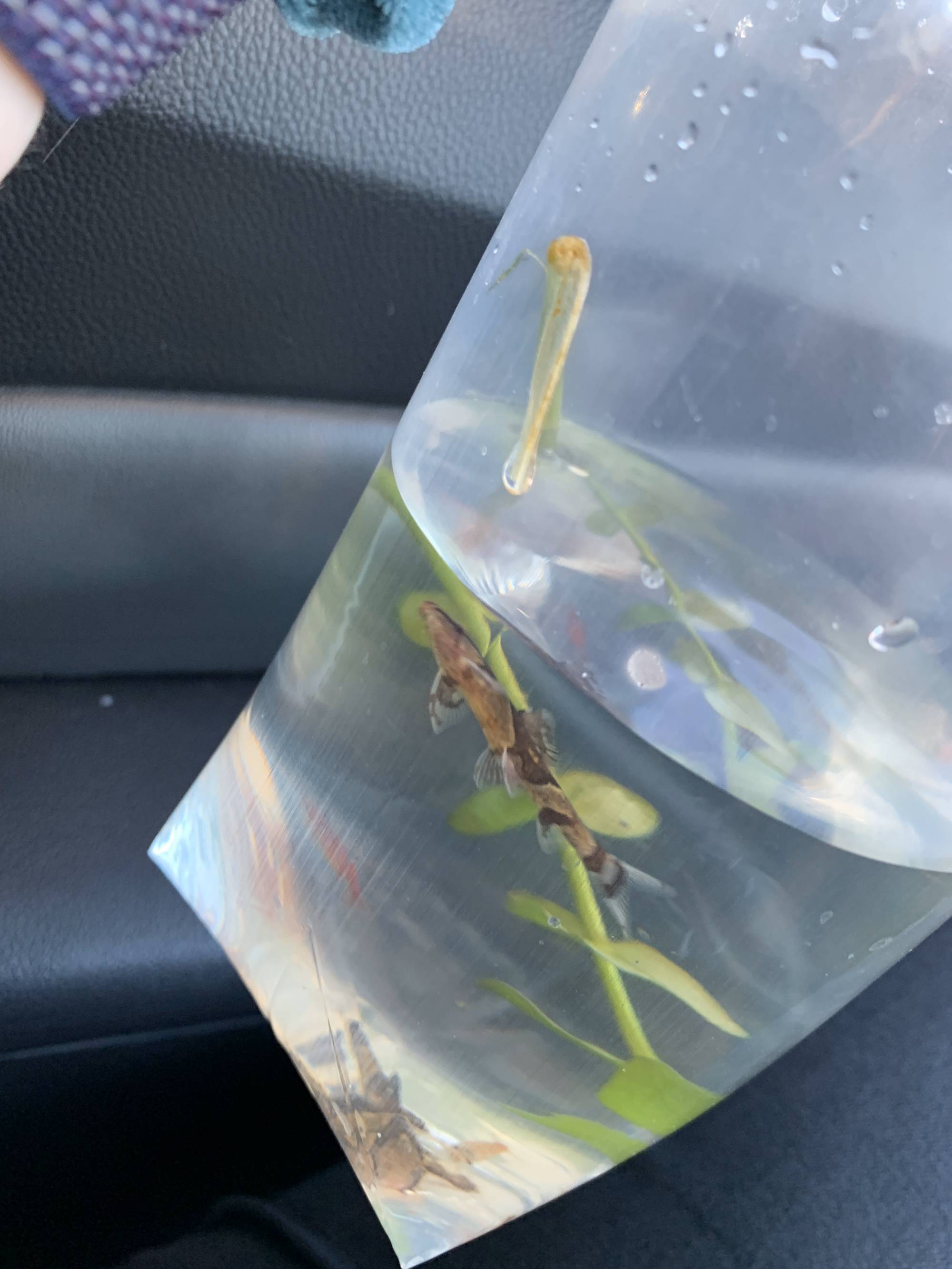 Can someone help me identify the stripy fish? | Scrolller