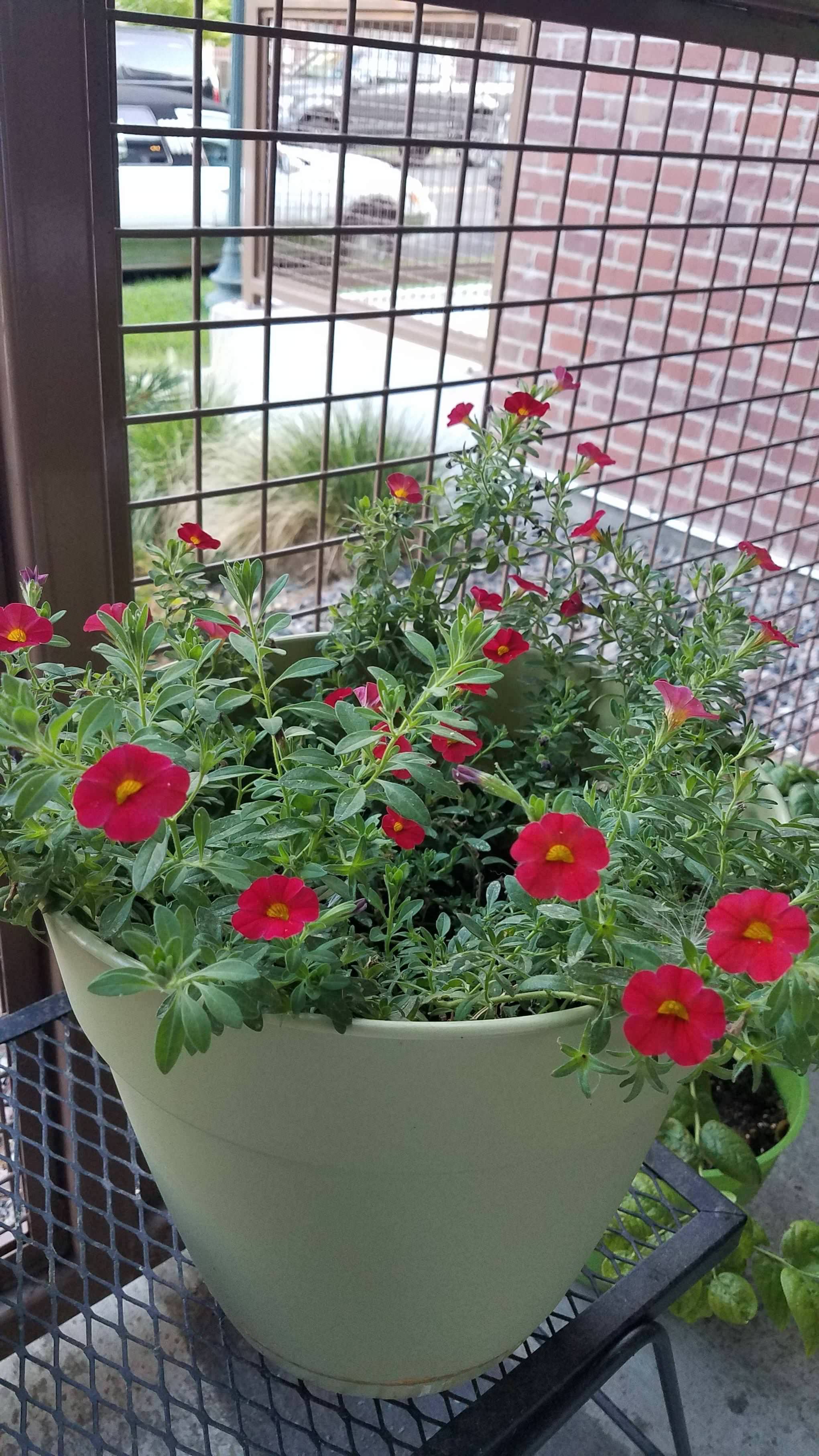 Can someone help me identify these flowers? | Scrolller