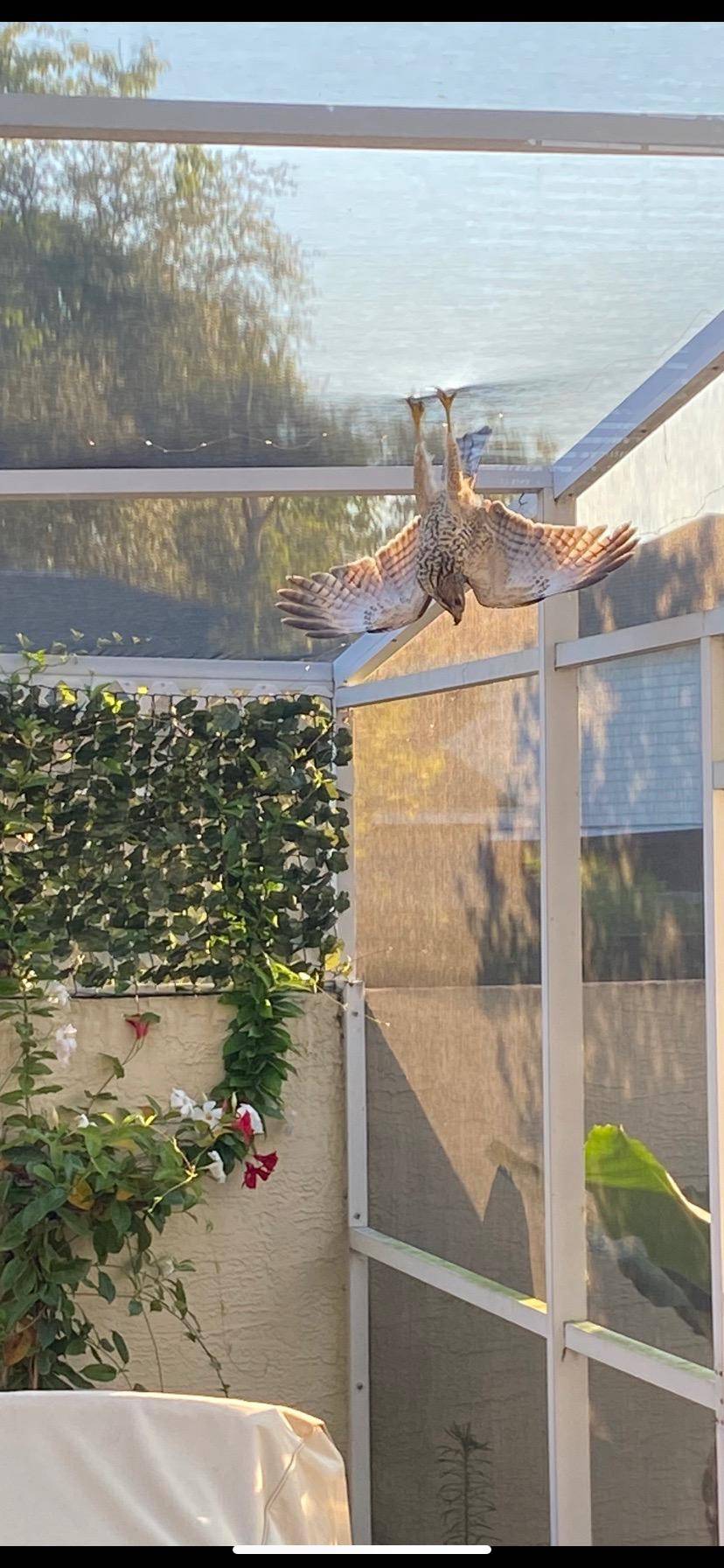 Can someone help me identify this? | Scrolller