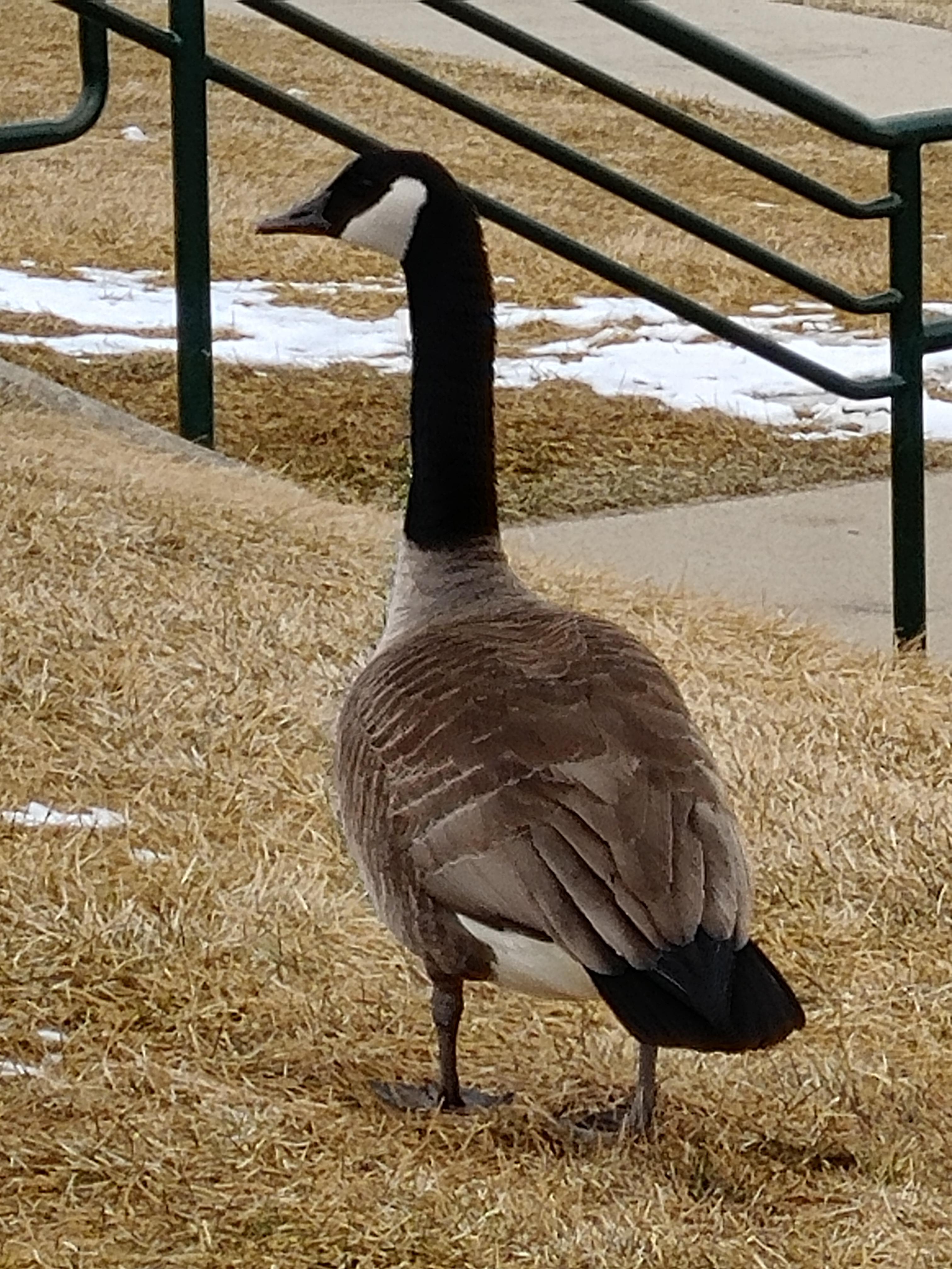 Canadian goose, eh. | Scrolller