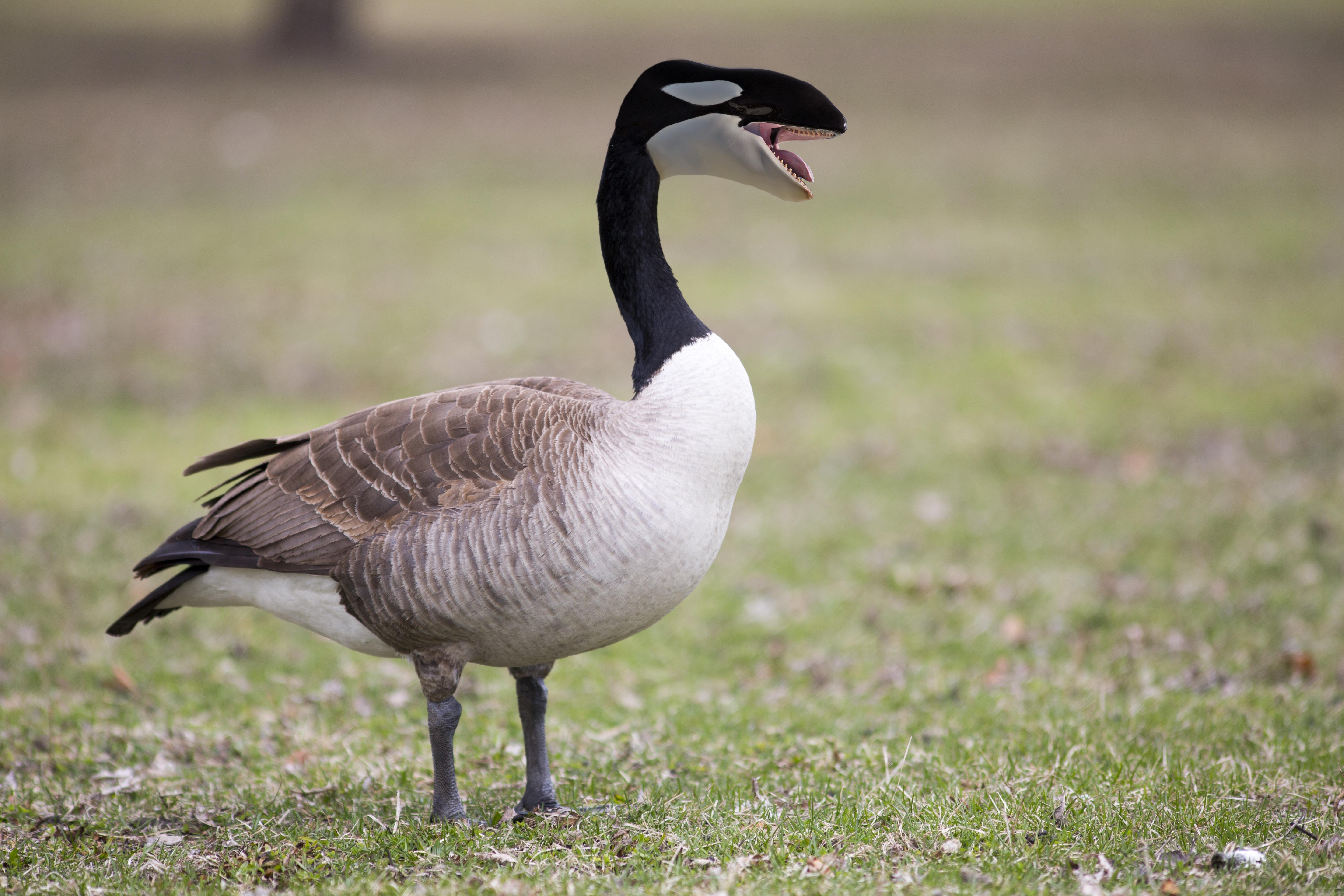 Canadian Killer Goose | Scrolller