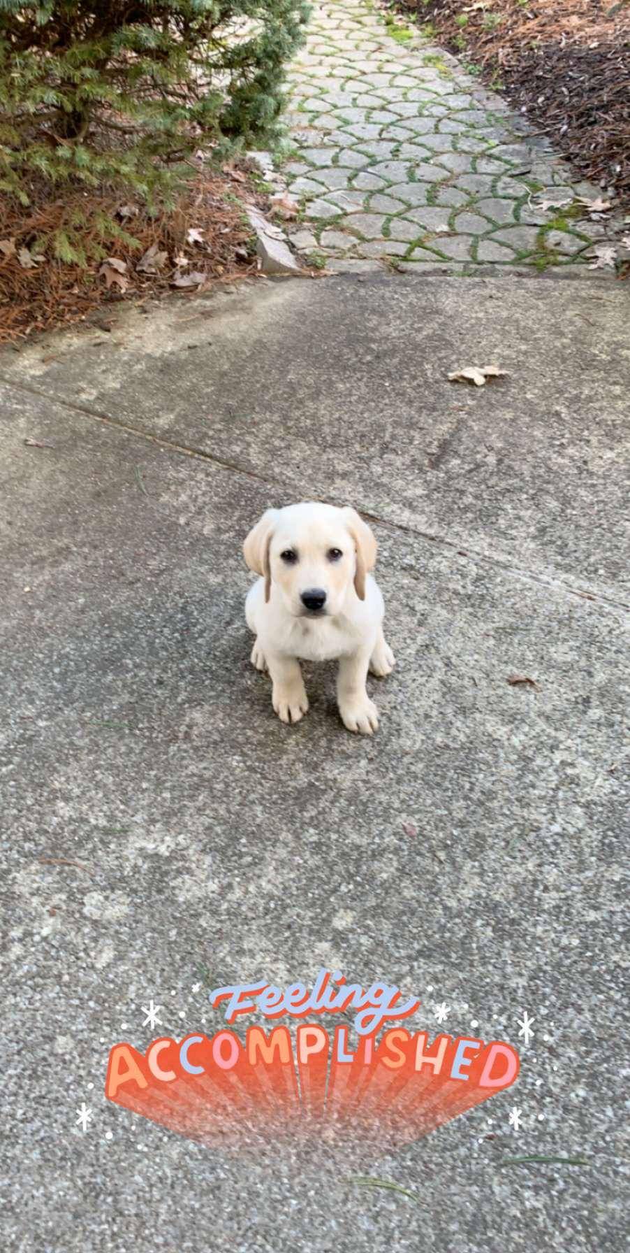 Cane the lab | Scrolller