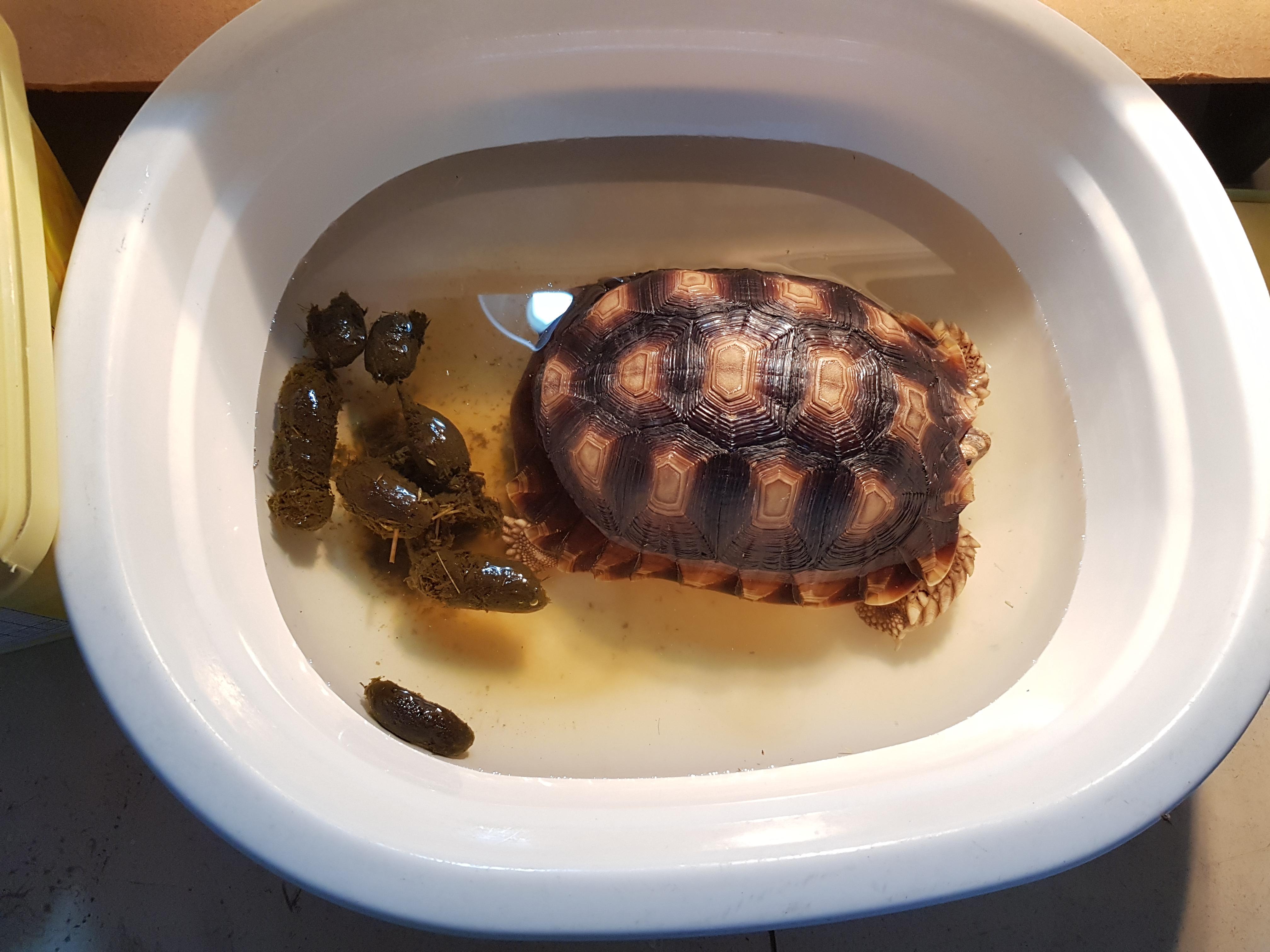 Can't believe that this much poop can fit a tortoise. | Scrolller