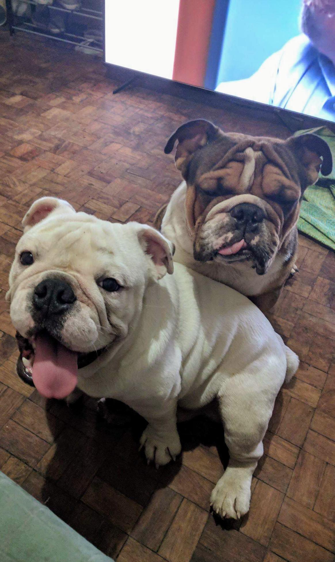 Can't really focus on the TV when these two keep staring... | Scrolller