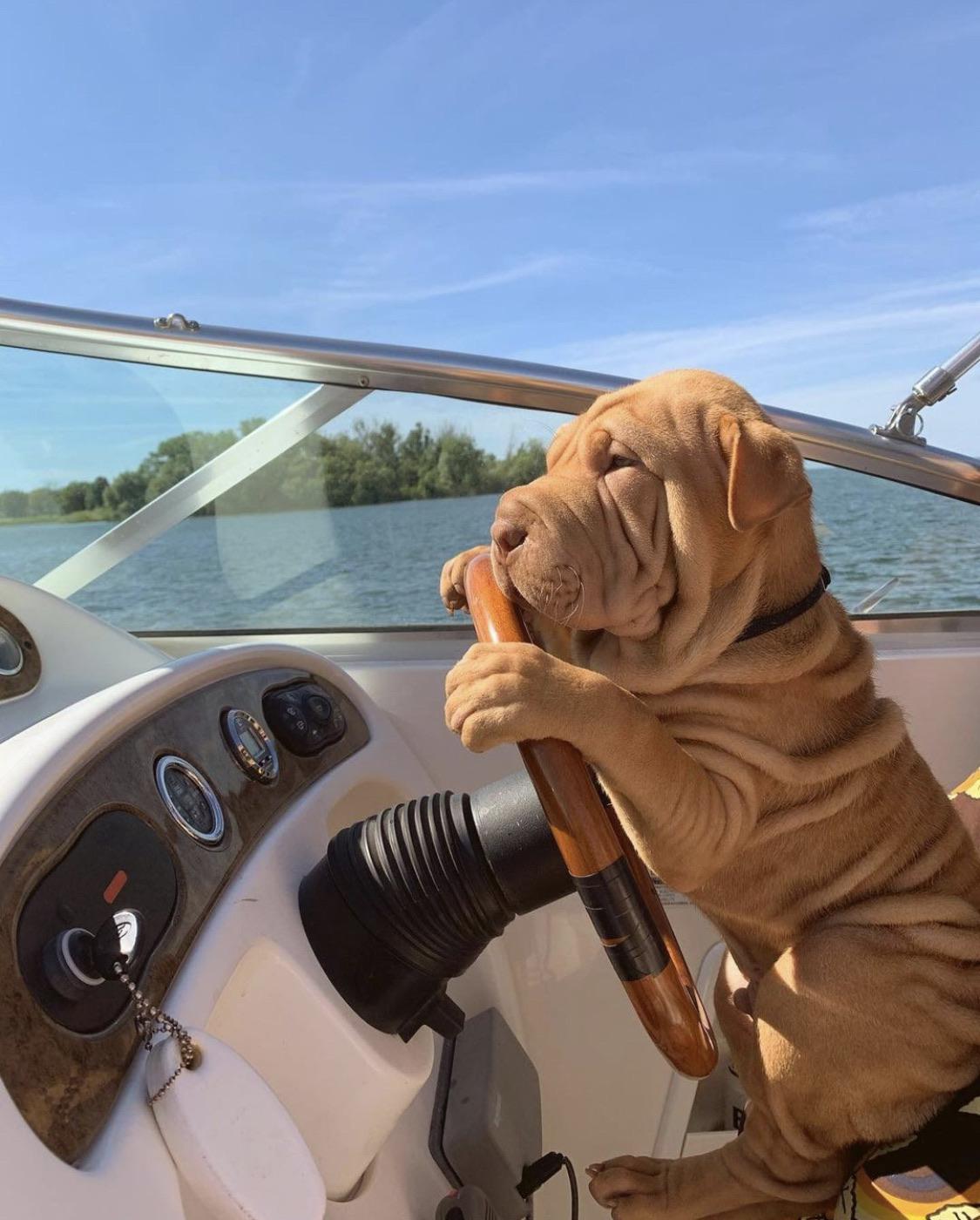 Captain 🐶 | Scrolller