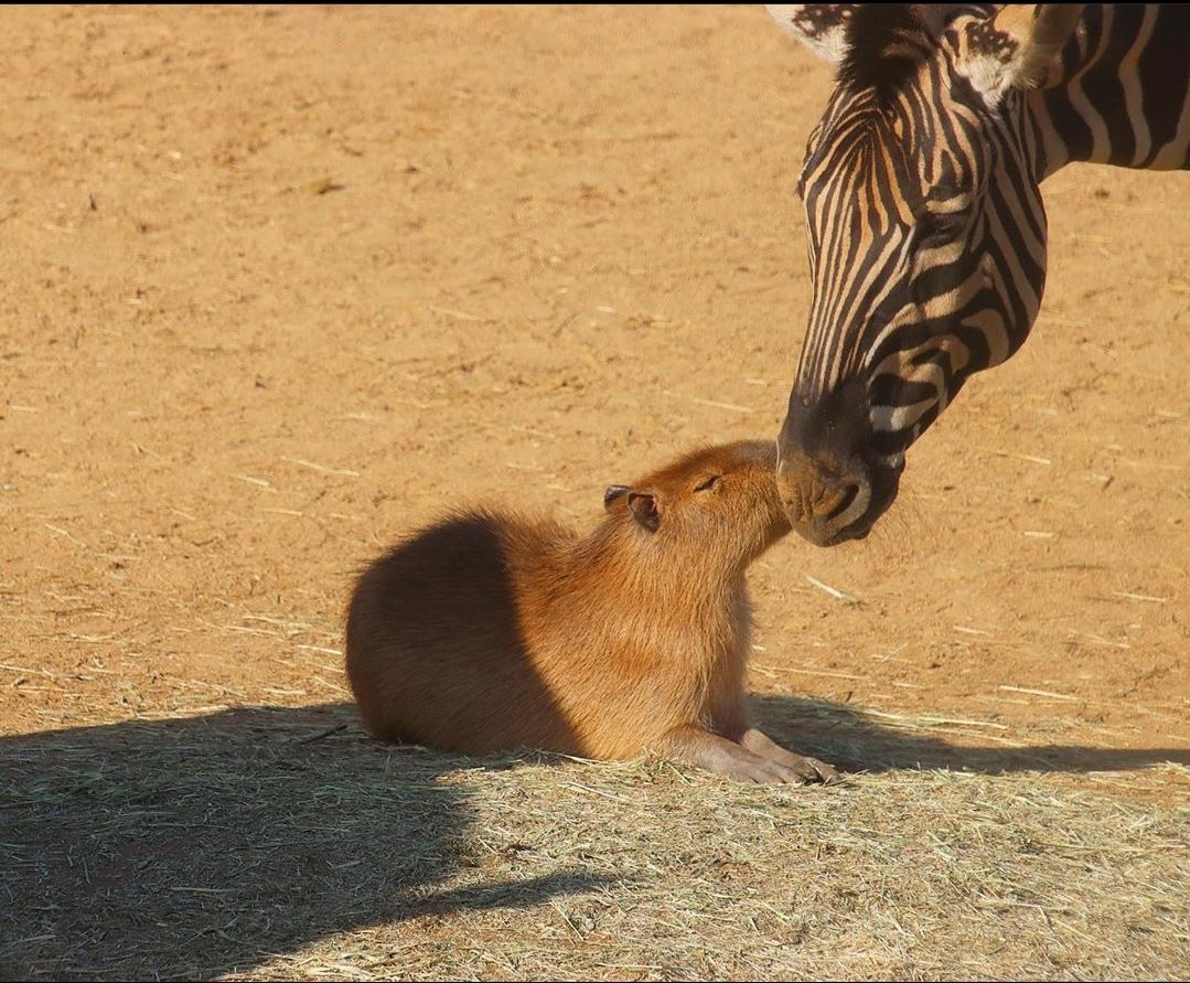Capybara and Zebra | Scrolller