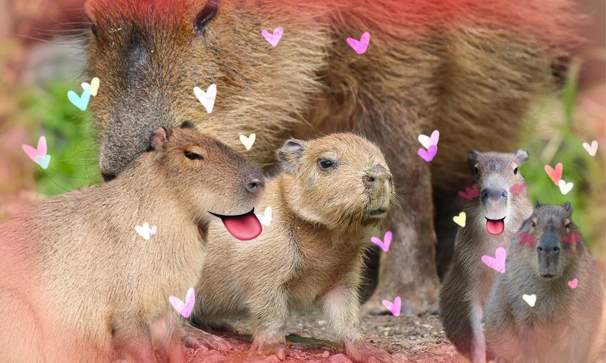 Capybara cause I’m capy oh so smooth | Scrolller