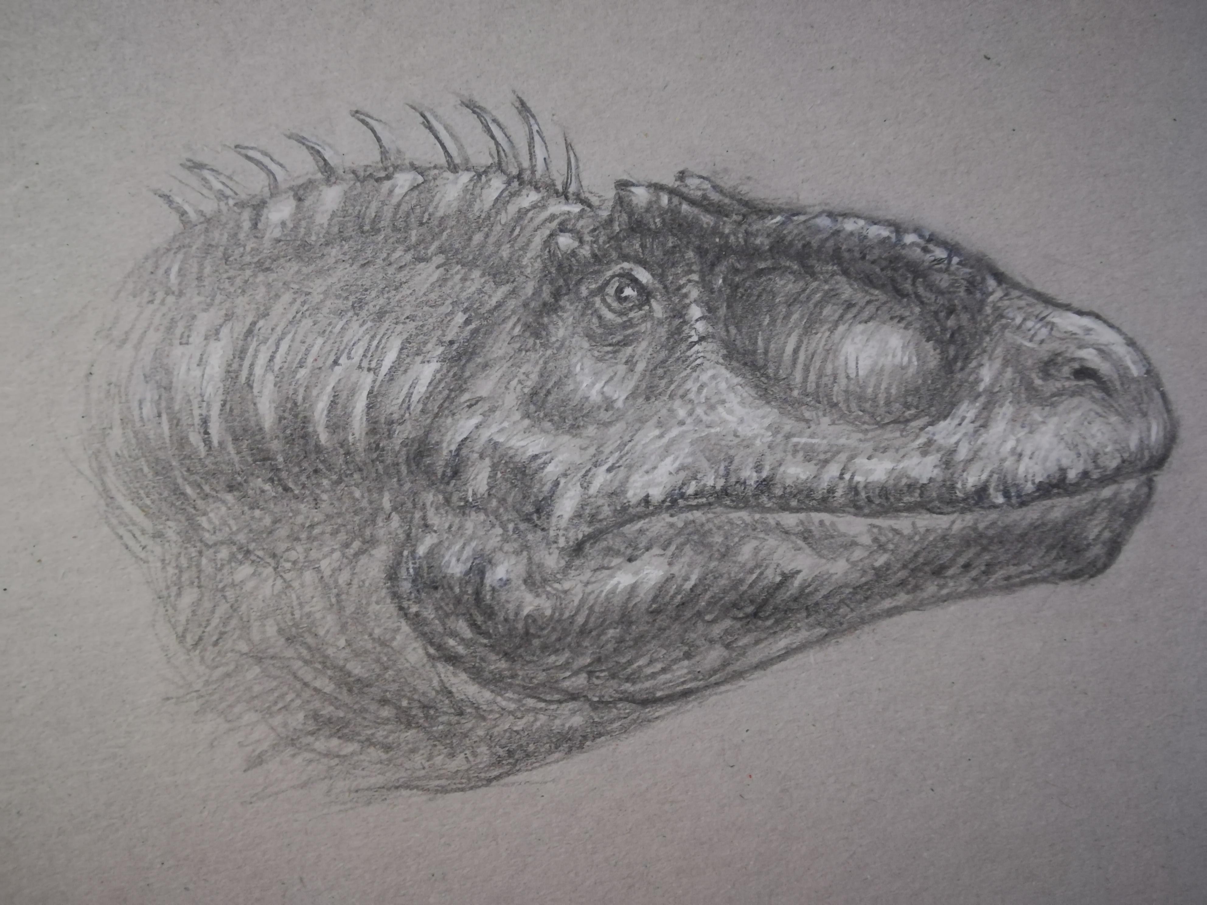 Carcharodontosaurus | Scrolller