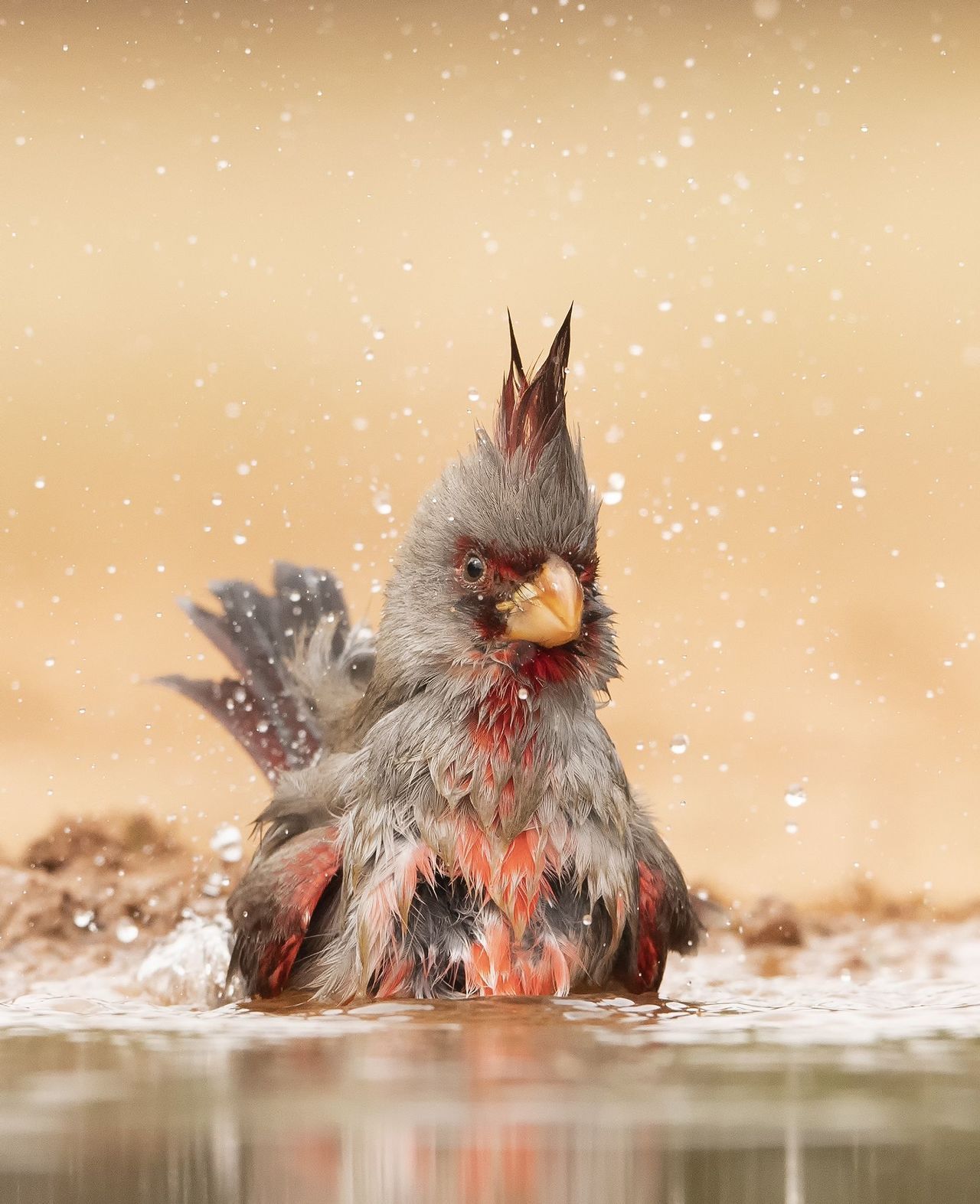 Cardinal borb taking a bath. Photo by Susan E. | Scrolller