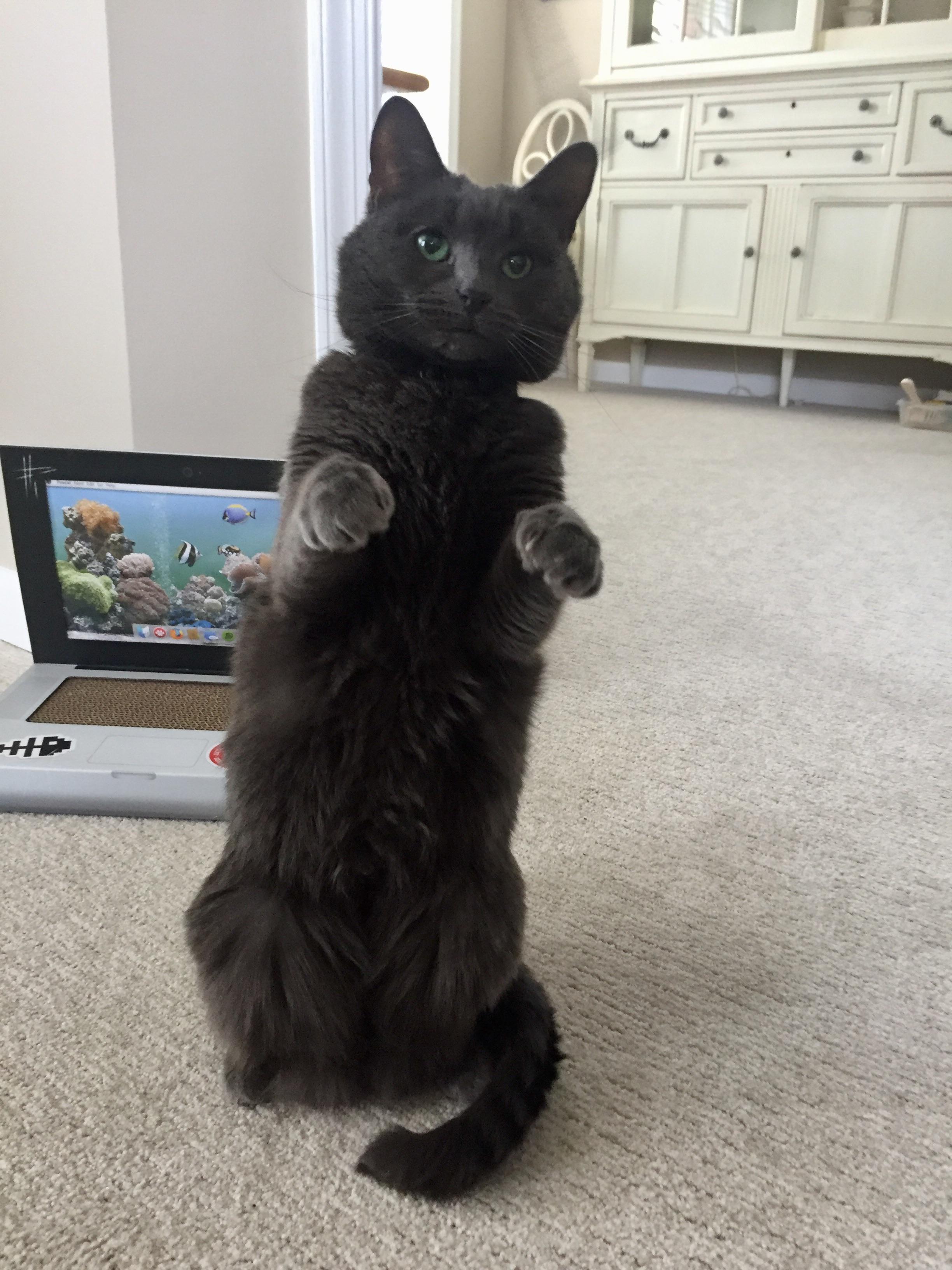 Cat. | Scrolller
