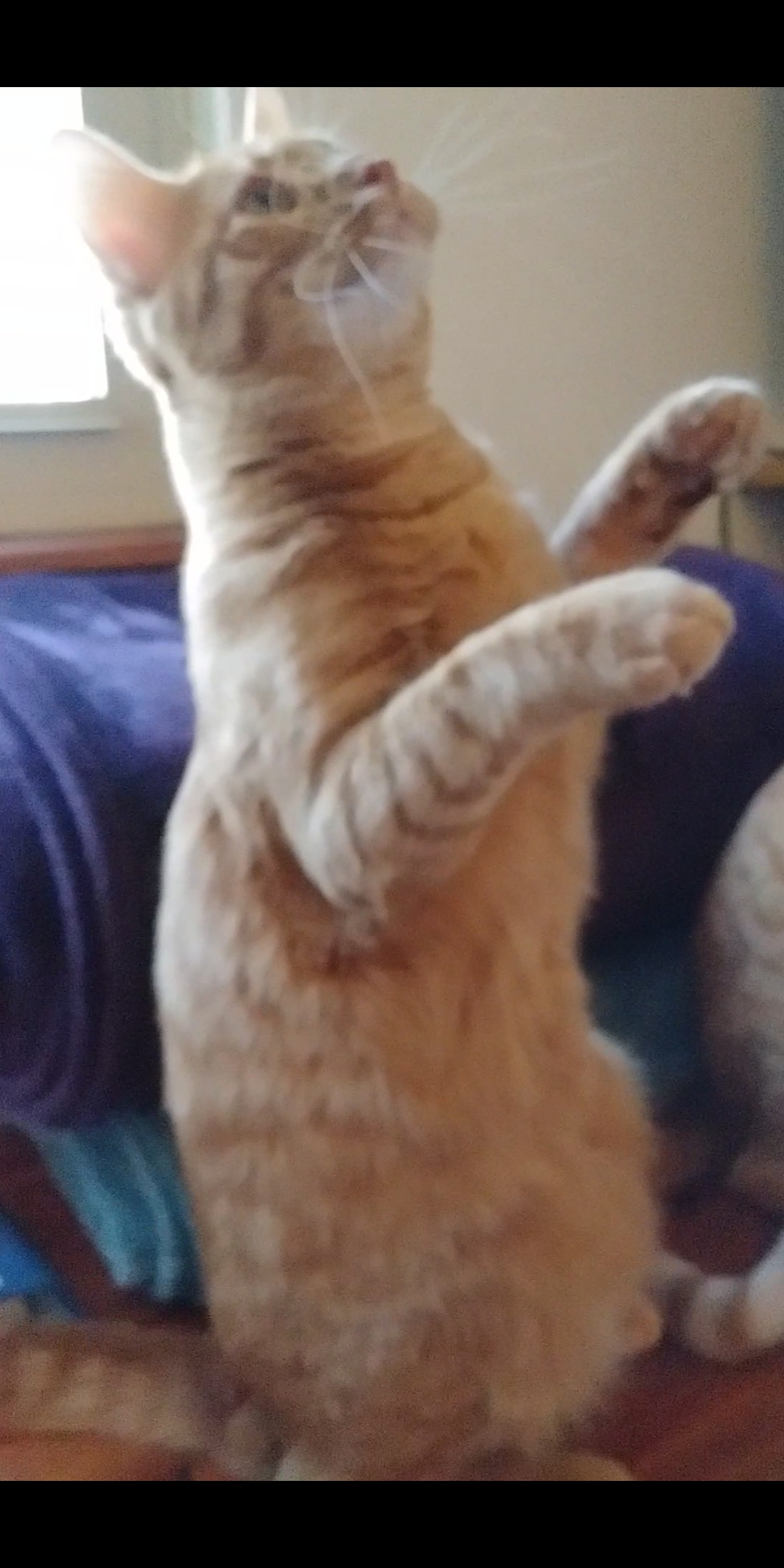 Cat. | Scrolller