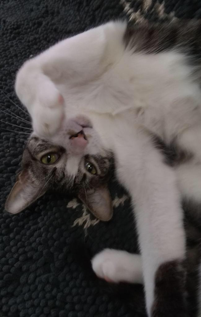 Cat!!!!!!! | Scrolller