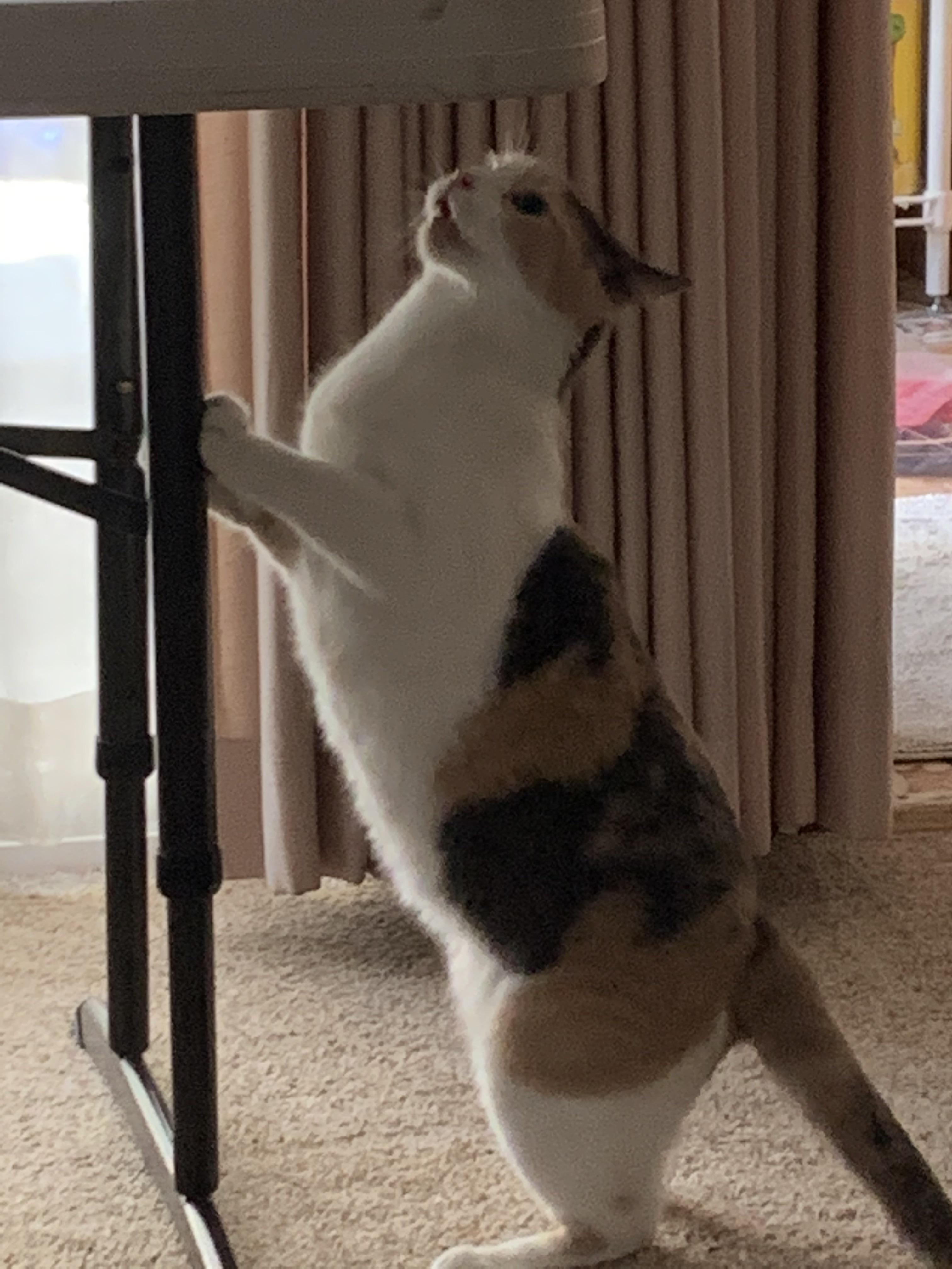 Cat. | Scrolller